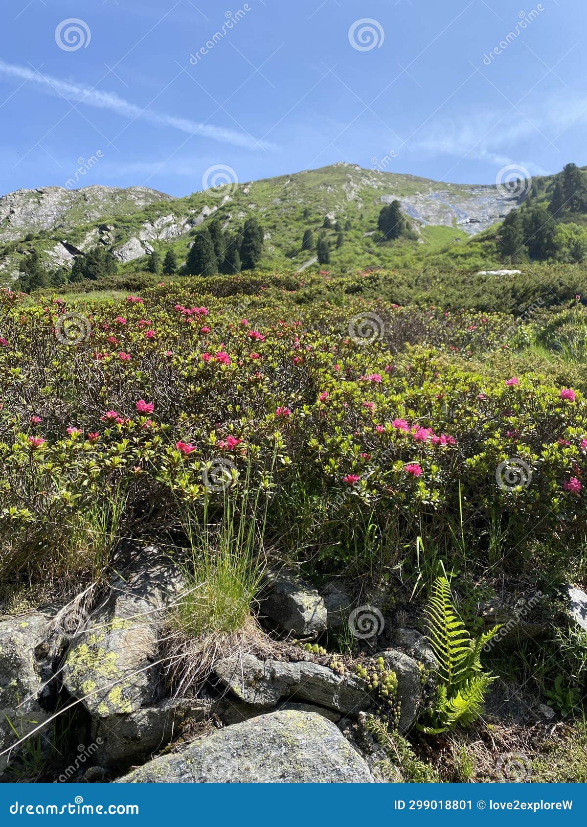 Alpine Vegetation and Alpenrose Blooming Stock Image - Image of ...
