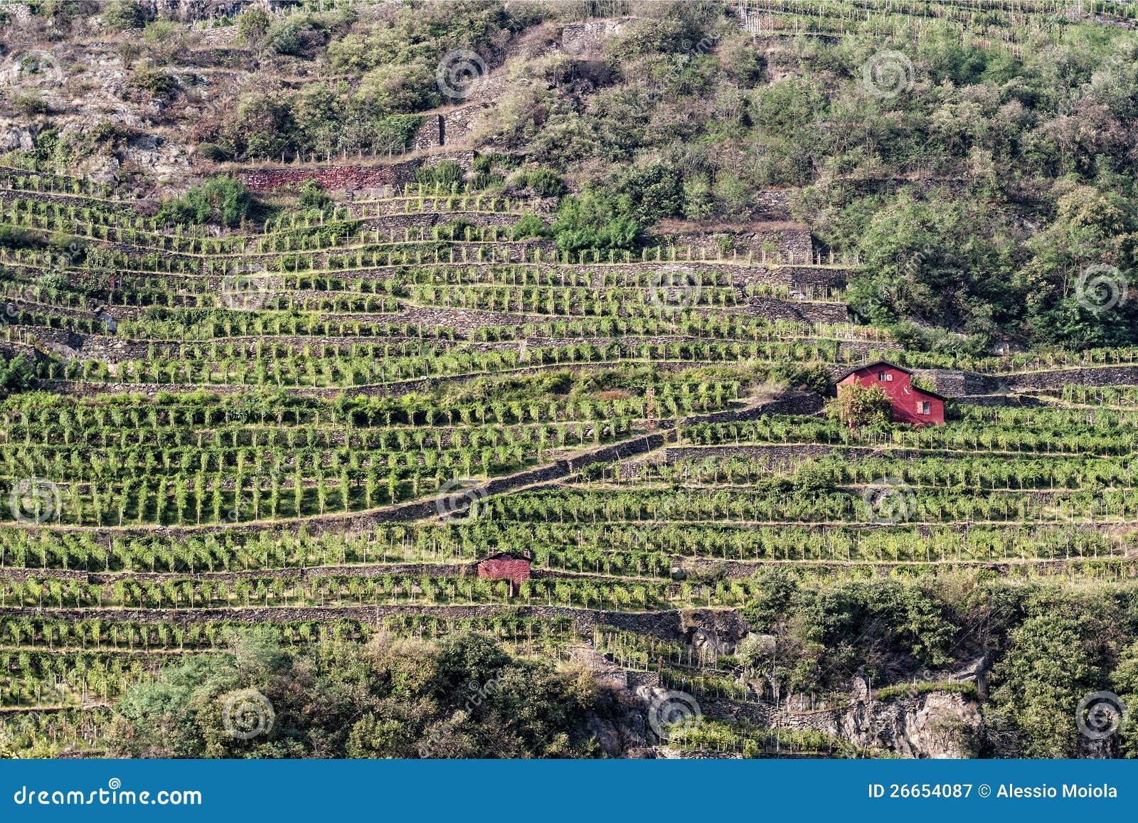 Alpine vineyards stock image. Image of vine, industry - 26654087