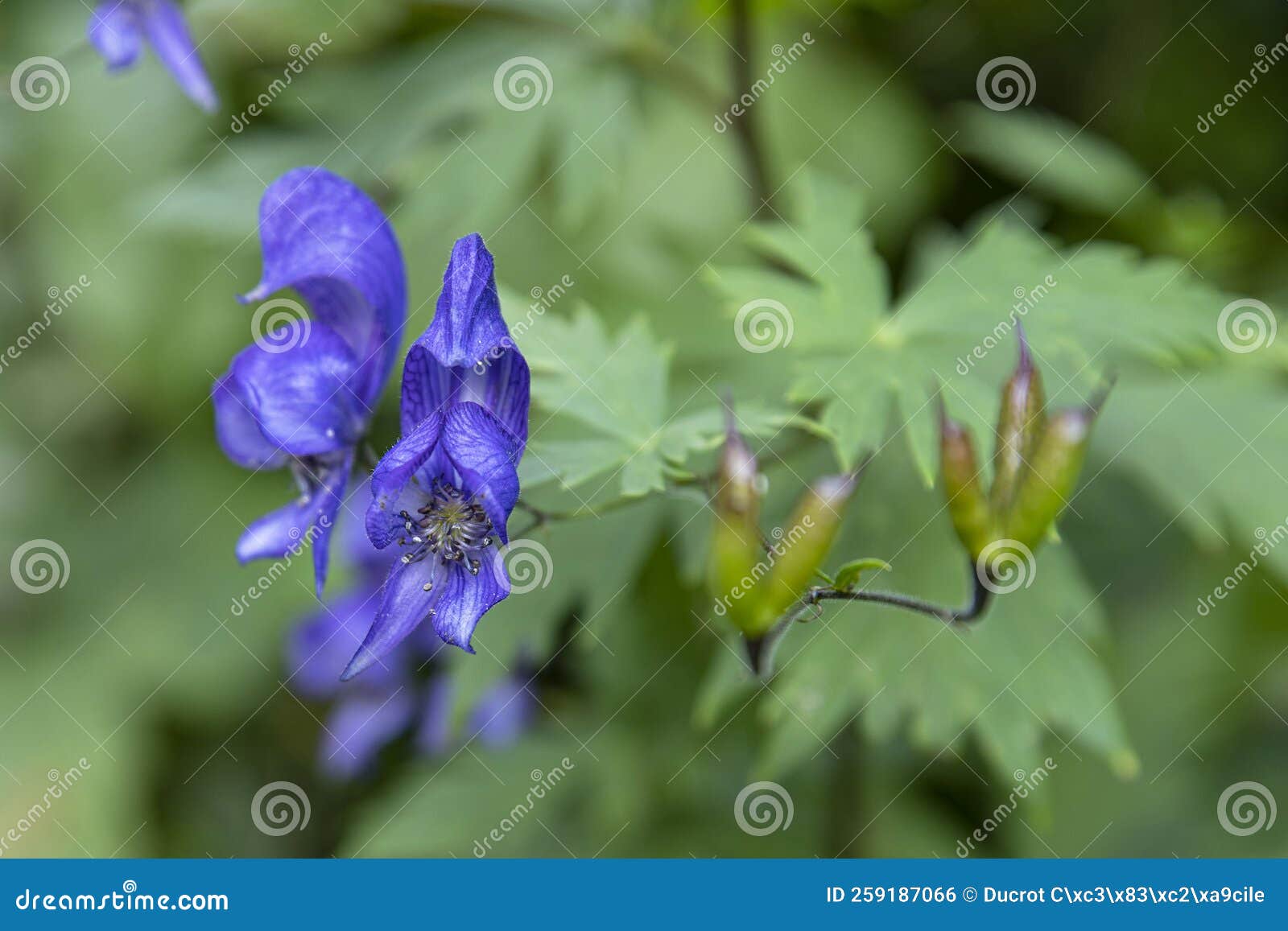 Alpine Violet Flower stock photo. Image of color, poisonous - 259187066