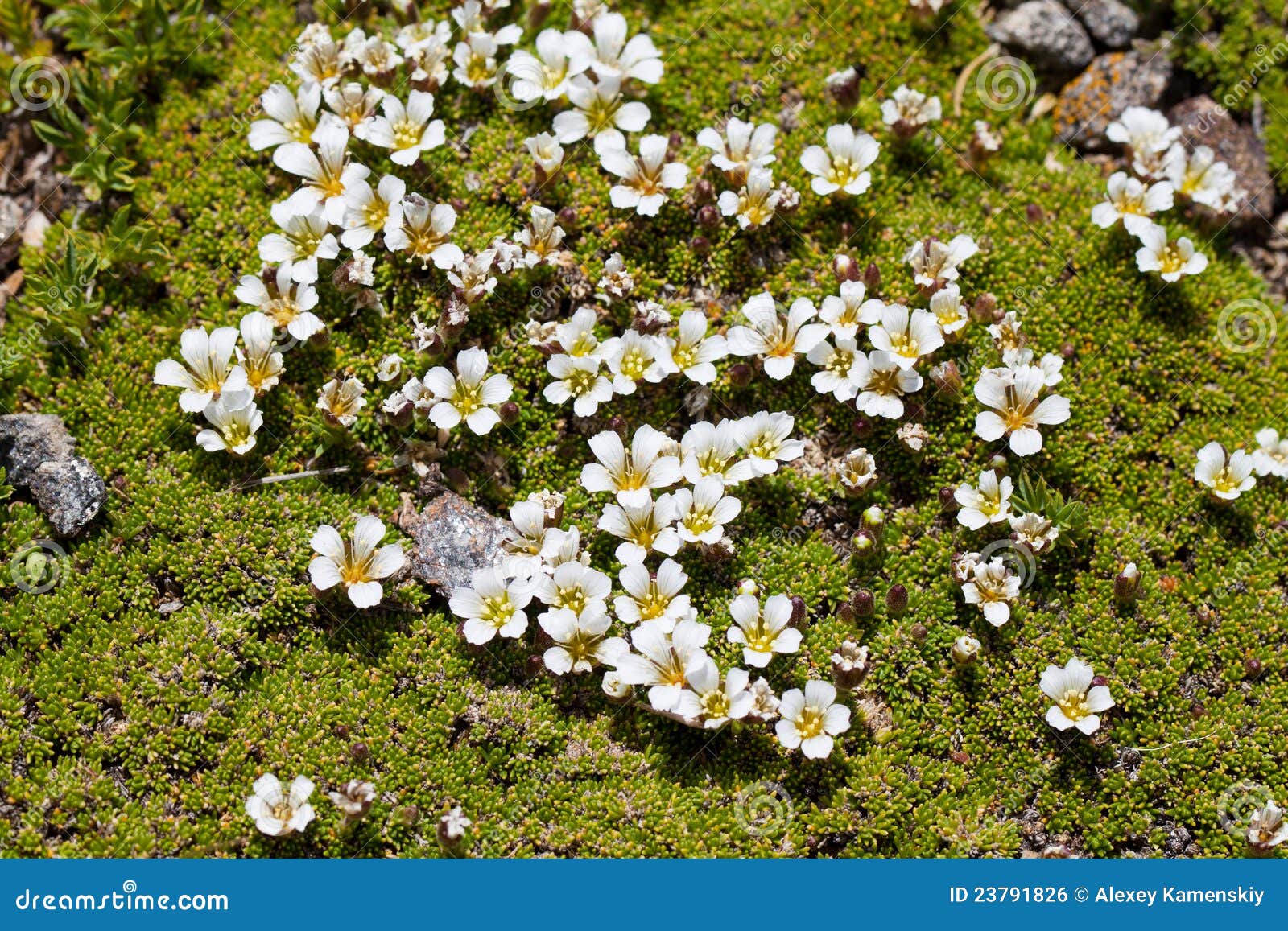 Alpine White Moss Campion stock photo. Image of background - 23791826