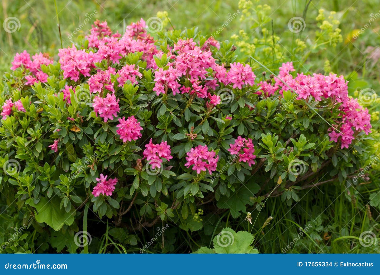 Alpine Wild Flowers Rhododendron Hirsutum Stock Photo - Image of ...
