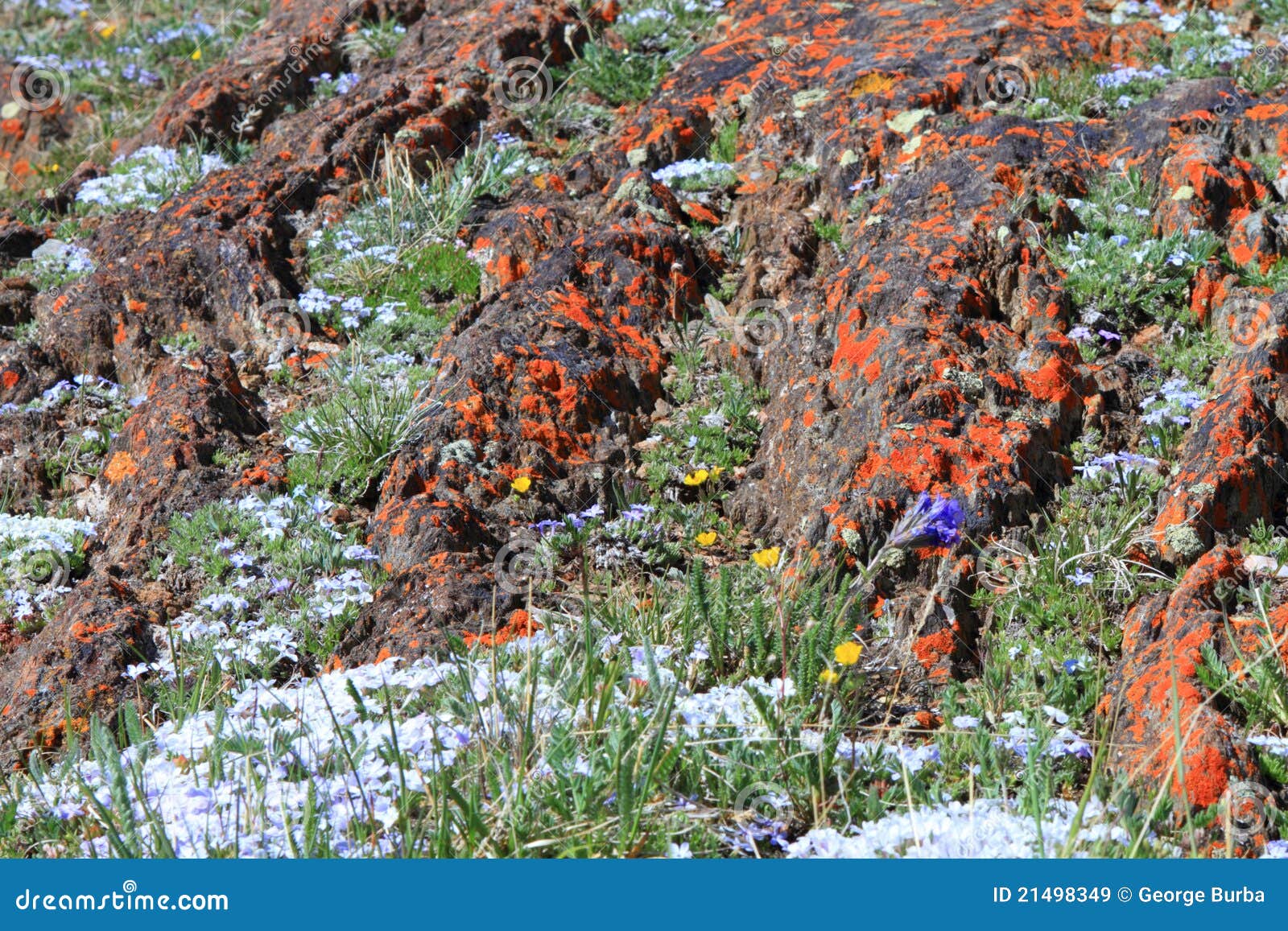 Alpine wildflowers stock image. Image of botany, blooming - 21498349
