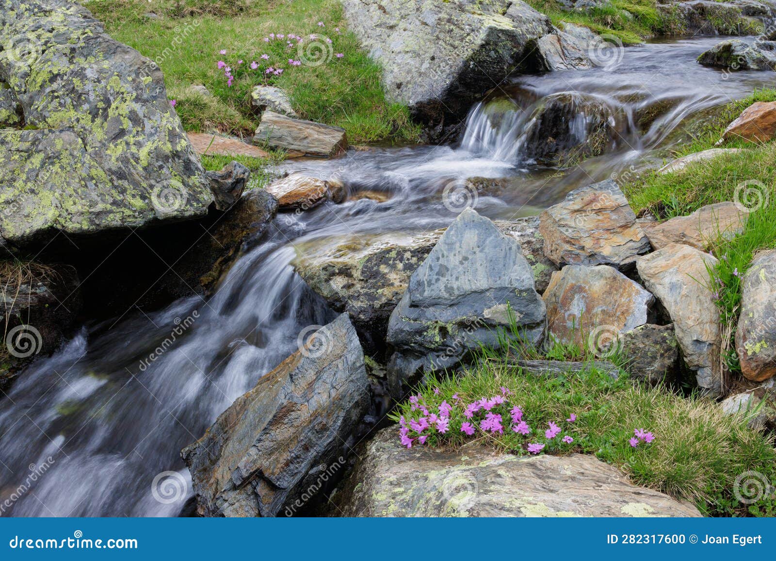 Alpine Wildflowers at Mountain Stream Stock Photo - Image of nature ...