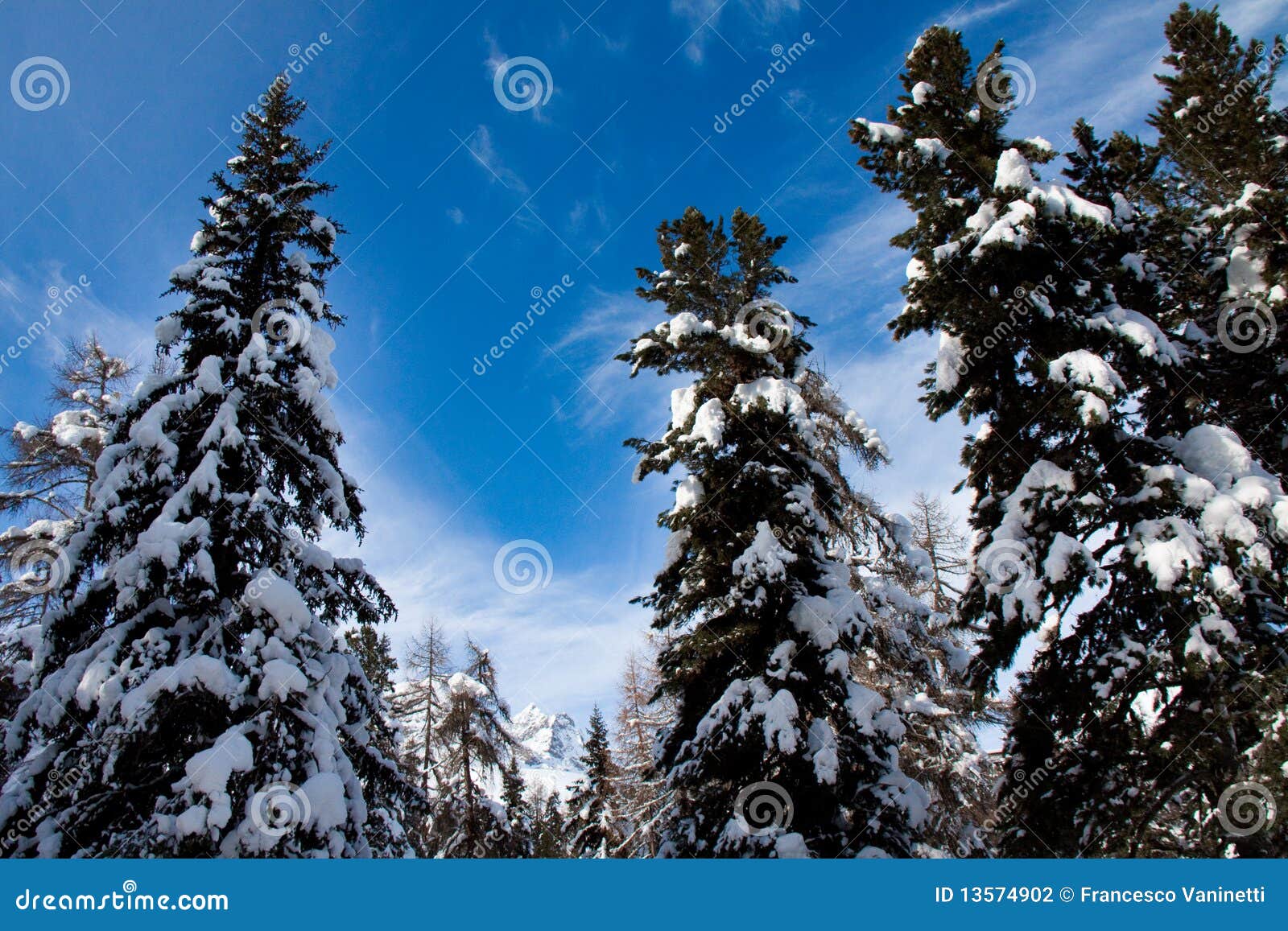 Alpine winter stock photo. Image of xmas, winter, tree - 13574902