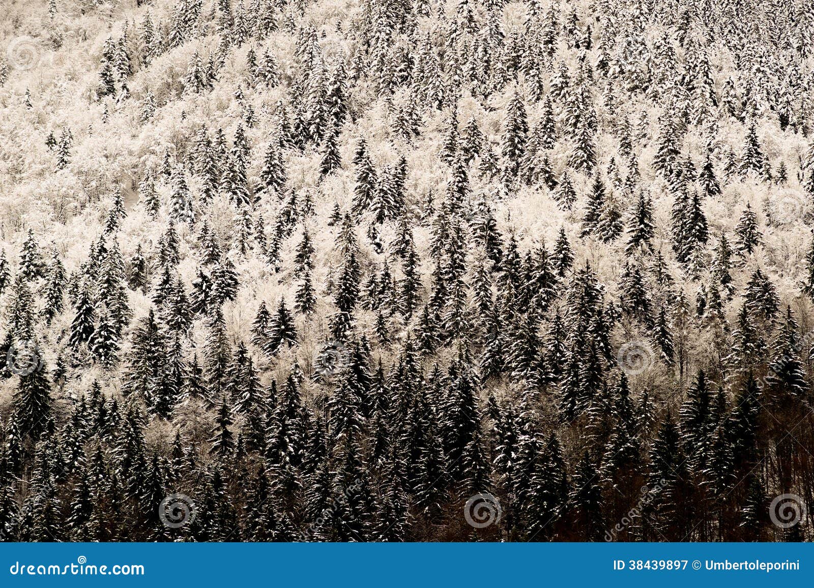 Alpine Winter Scenery - Freezing Stock Image - Image of wood, holidays ...