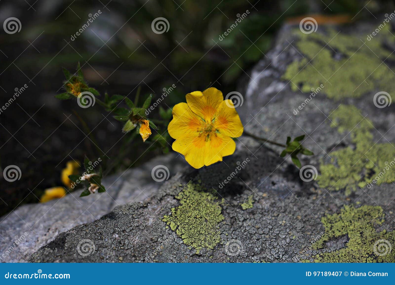 Alpine yellow flowers stock image. Image of nature, yellow - 97189407