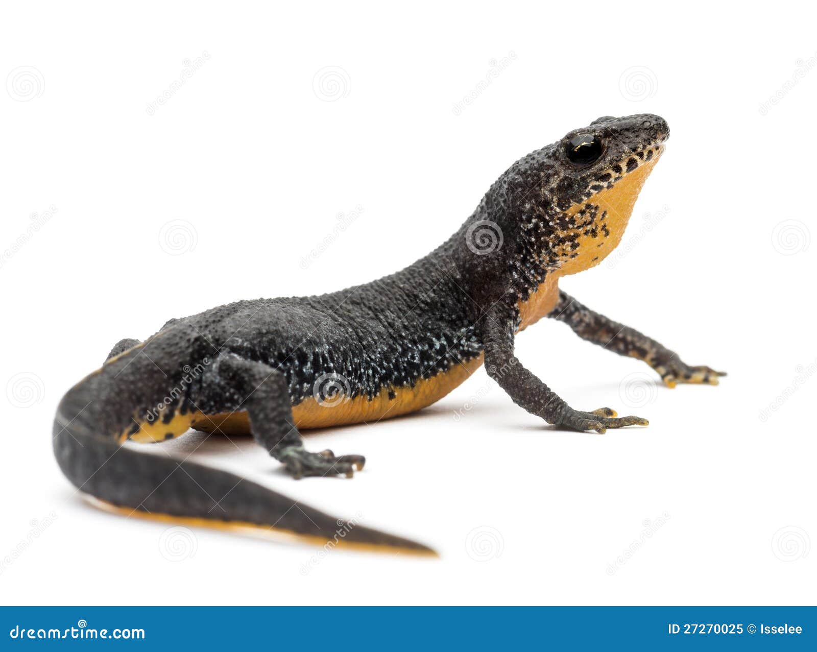Alpiner Newt, Ichthyosaura Alpestris Stockbild - Bild von wirbeltier ...