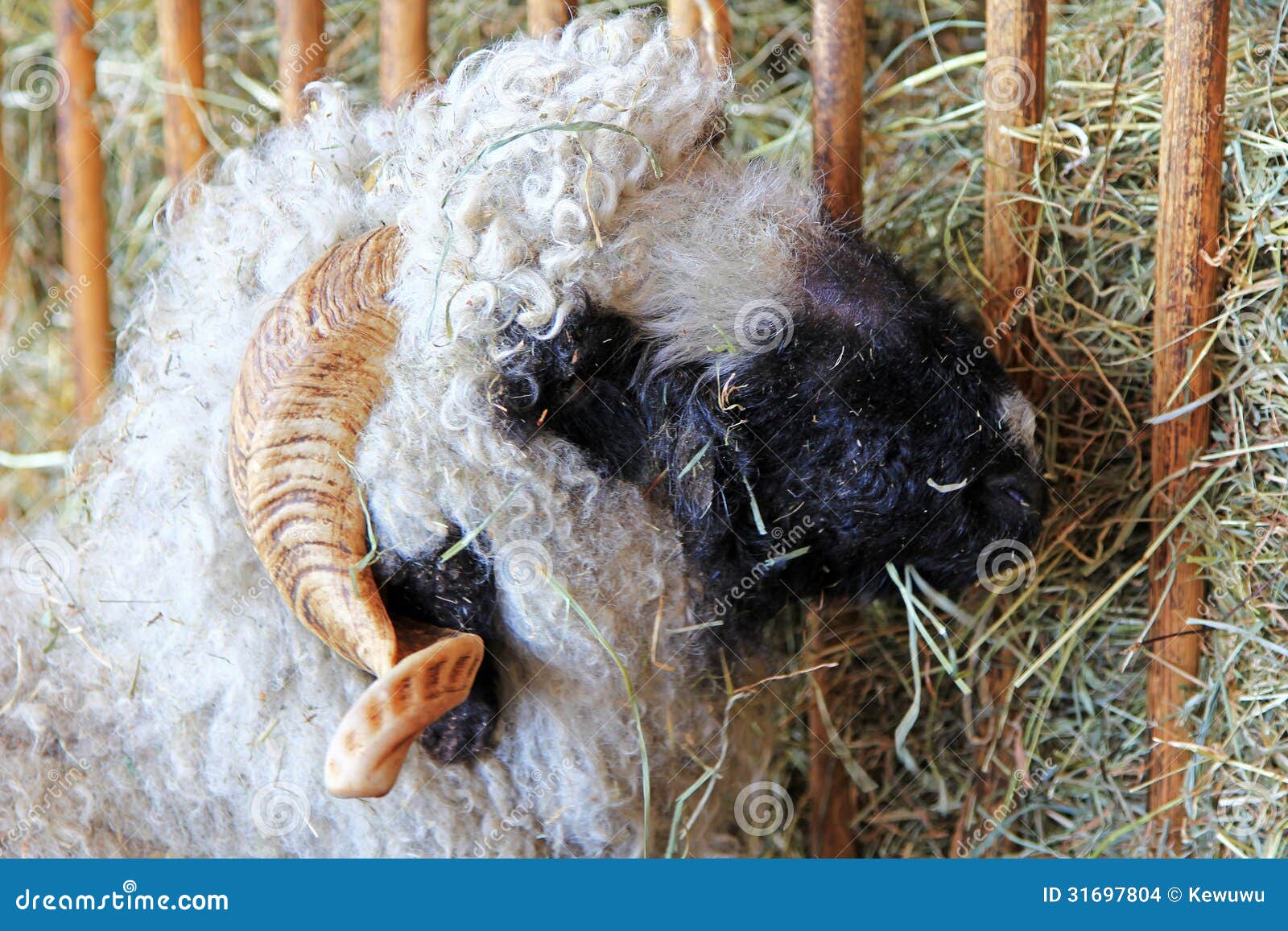 Alpines Steinschaf (Stone Sheep) Stock Photo - Image of mammal, nature ...