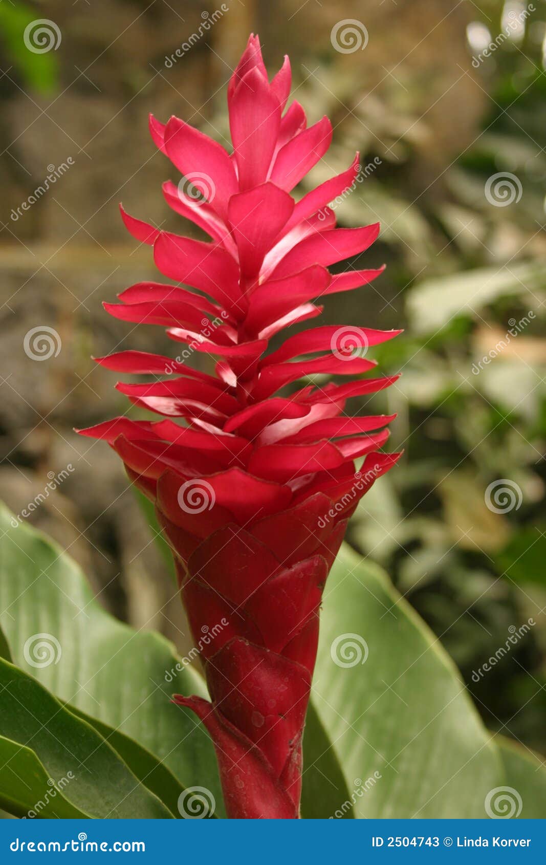 Alpinia stock image. Image of ginger, alpinia, asia, indonesia - 2504743