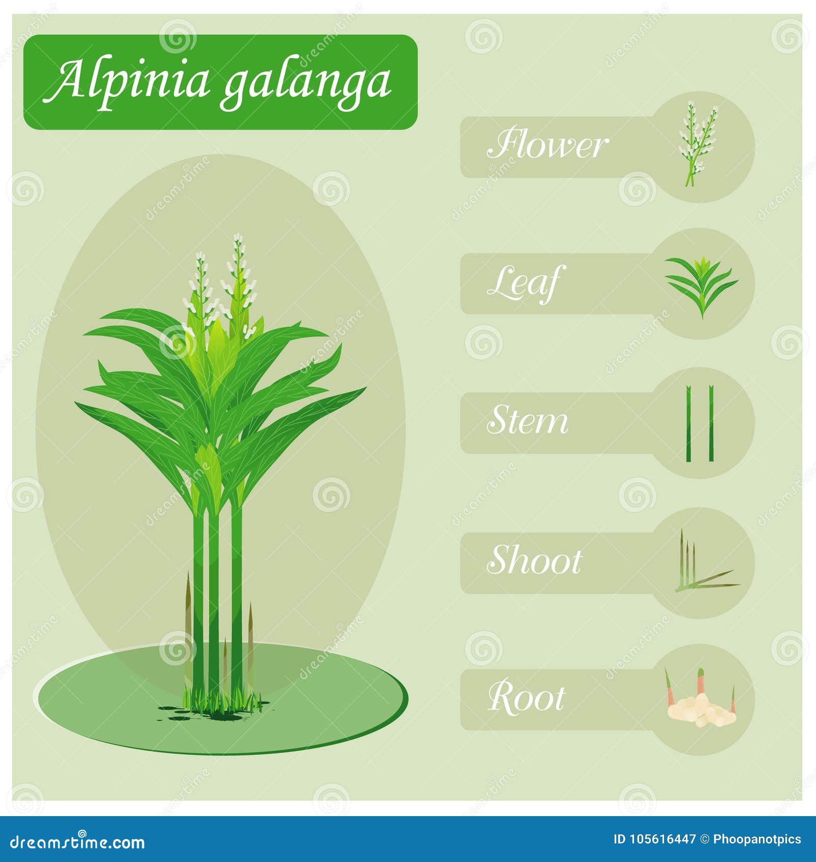 Alpinia Galanga Aka Greater Galangal Sketch On Elegant Lace Background ...