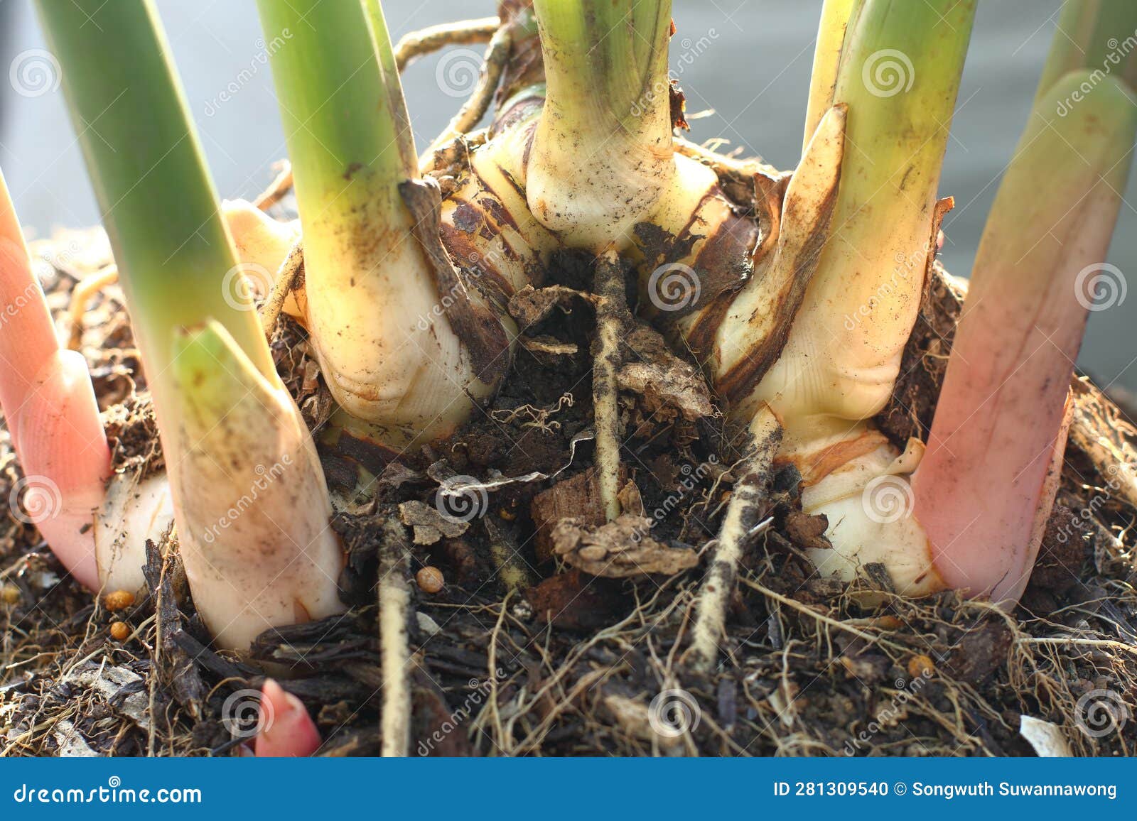 Alpinia Galanga Tree with Roots on the Ground Stock Photo - Image of ...