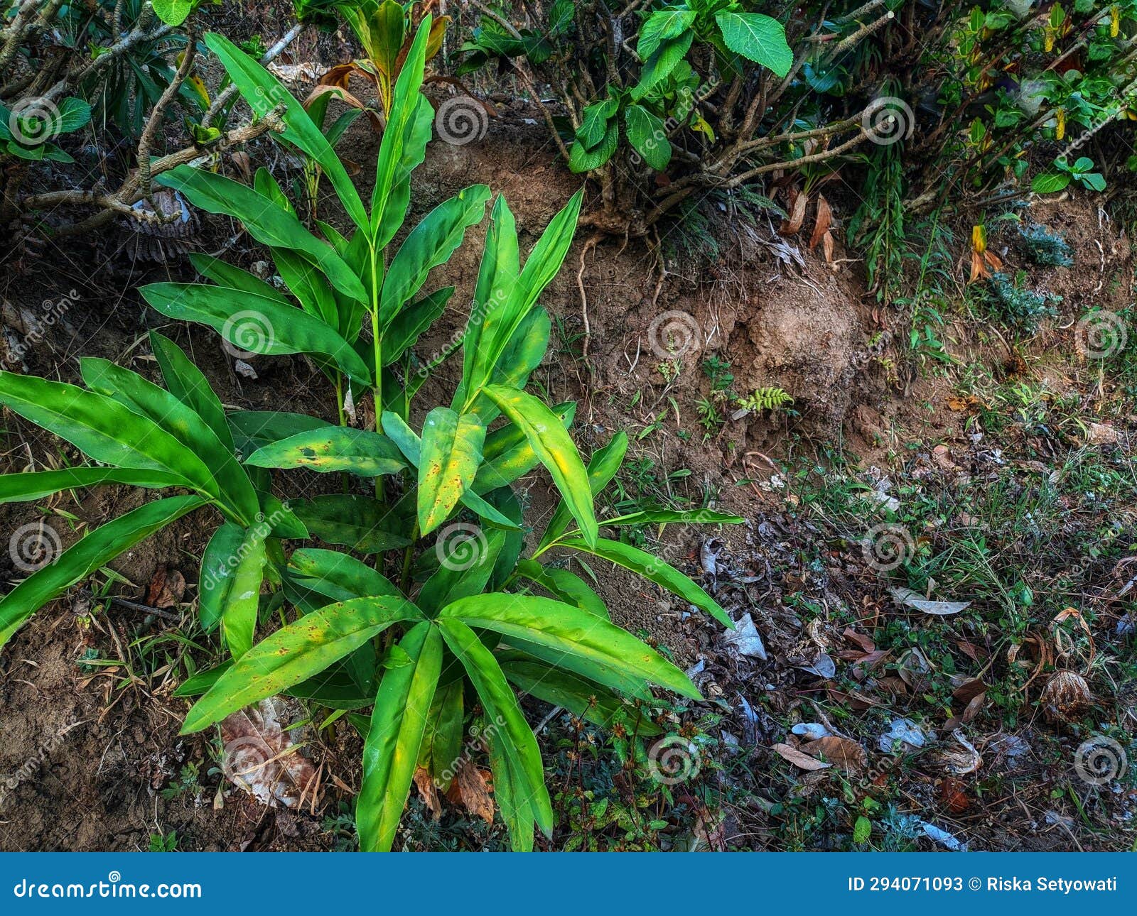 Alpinia Galangal Plant in the Field Stock Image - Image of indonesia ...