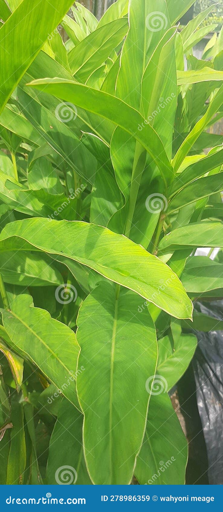 Alpinia Nutans, the Shellflower, or Dwarf Cardamom Stock Image - Image ...