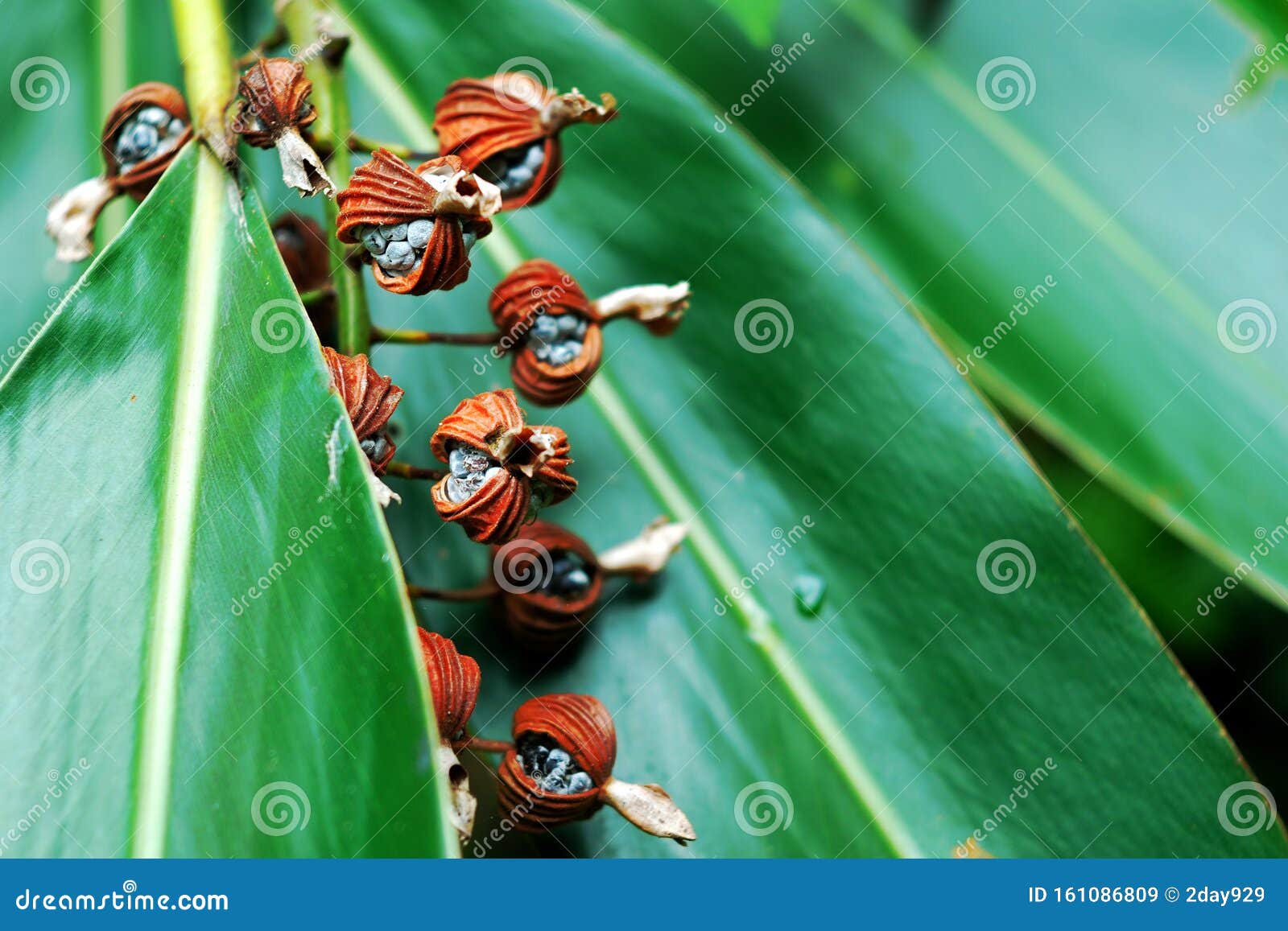 Alpinia Zerumbet, Ripe Shell Ginger Fruit Dehiscing, Nature Stock Image ...