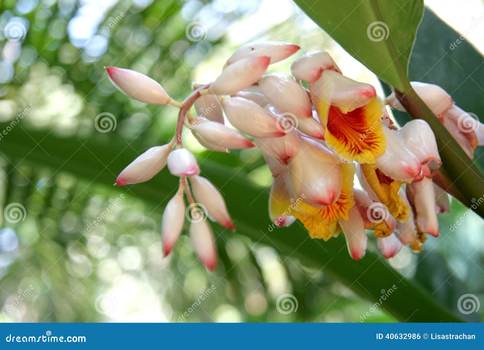 Alpinia Zerumbet, Algemeen Bekend Als Shell Gember Stock Foto - Image ...