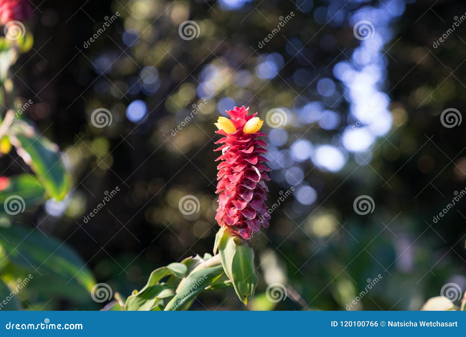 Alpiniapurpurata of Rode Gember Rode Bloem Stock Foto - Image of bloei ...