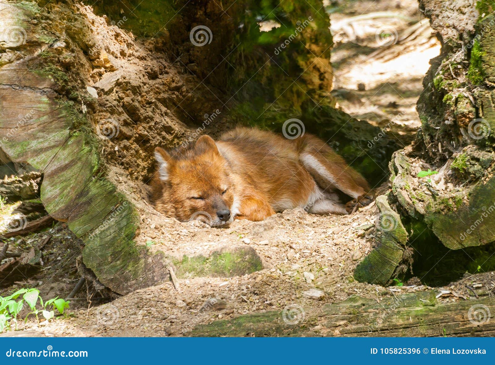 Alpinus Del Cuon, Lobo Himalayan, Lobo Rojo Foto de archivo - Imagen de ...