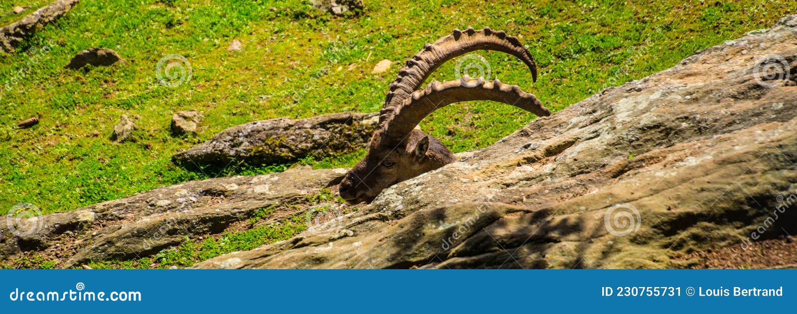 Alps in Animals in swiss stock image. Image of wildlife - 230755731