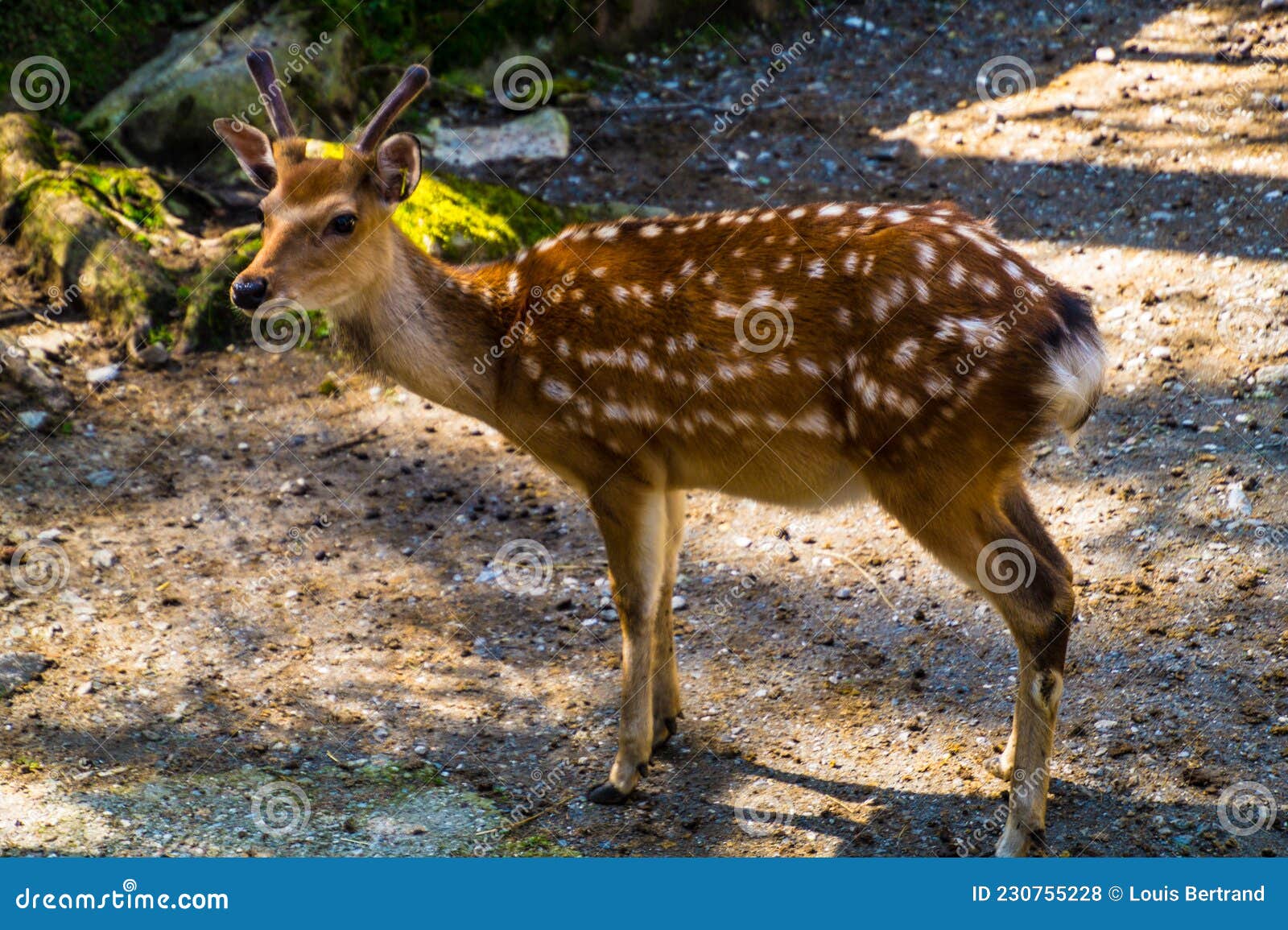 Alps in Animals in swiss stock photo. Image of sika - 230755228