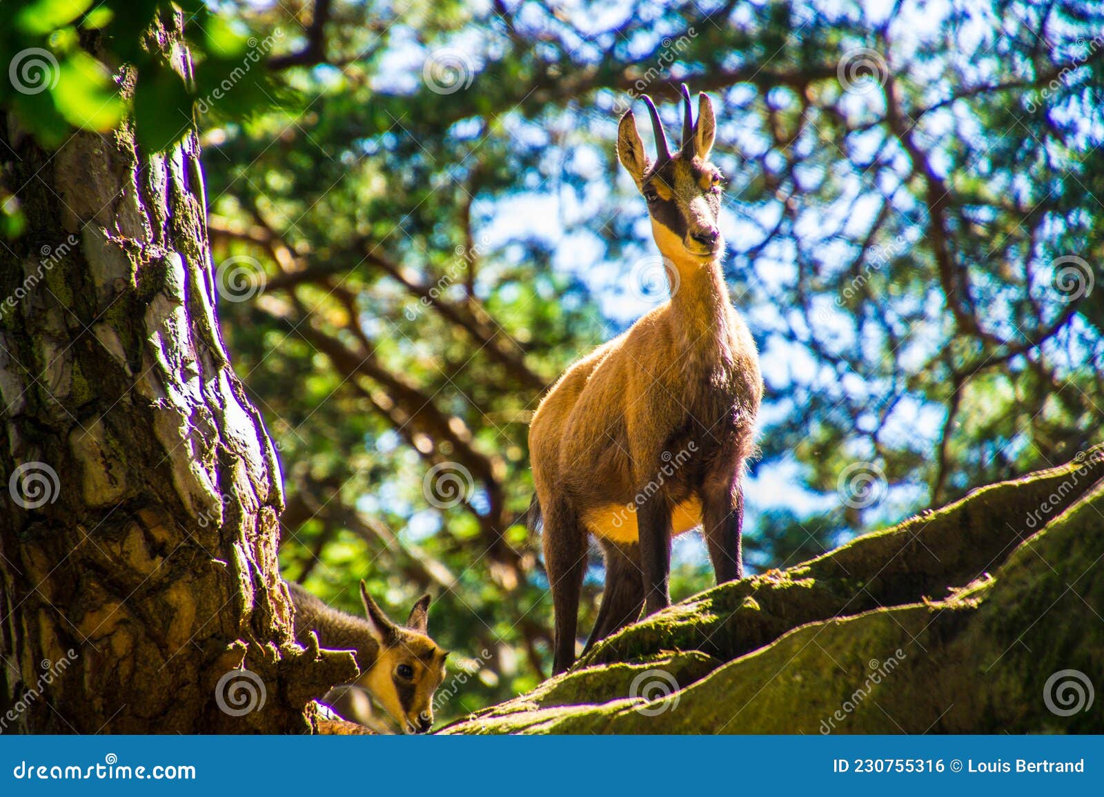 Alps in Animals in swiss stock photo. Image of domestic - 230755316