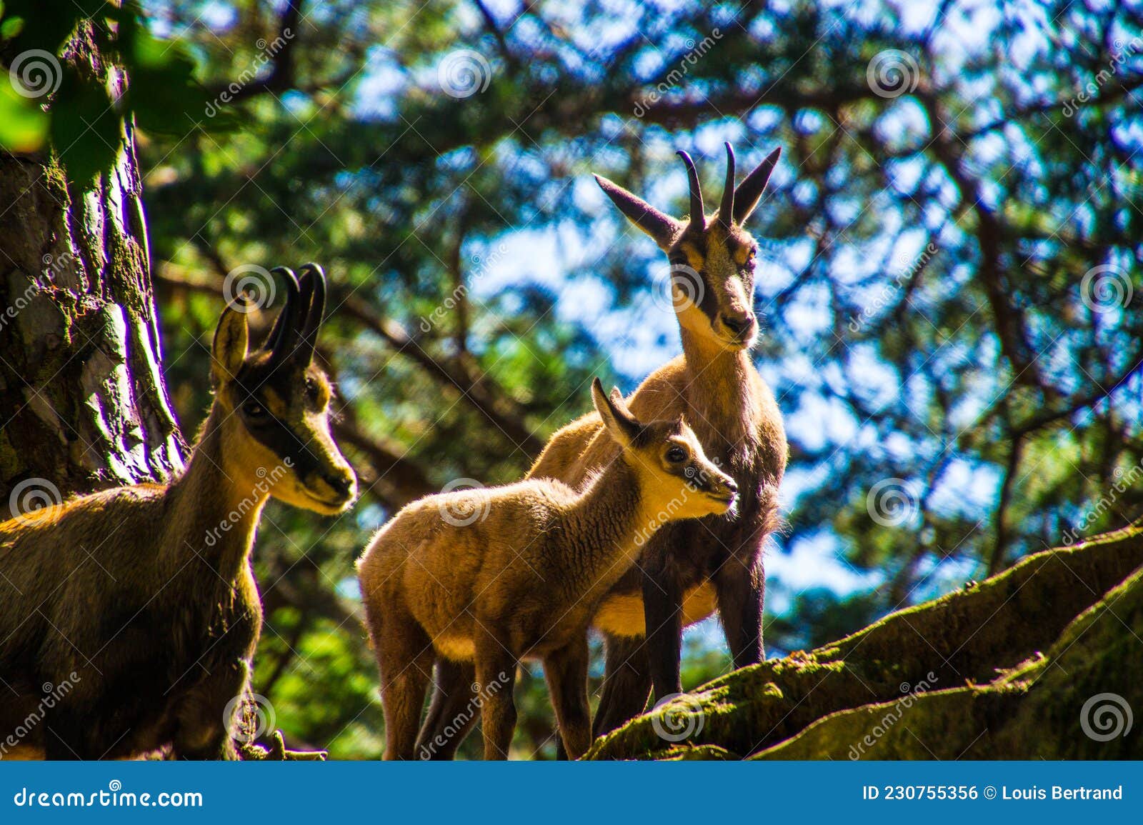 Alps in Animals in swiss stock photo. Image of chamois - 230755356