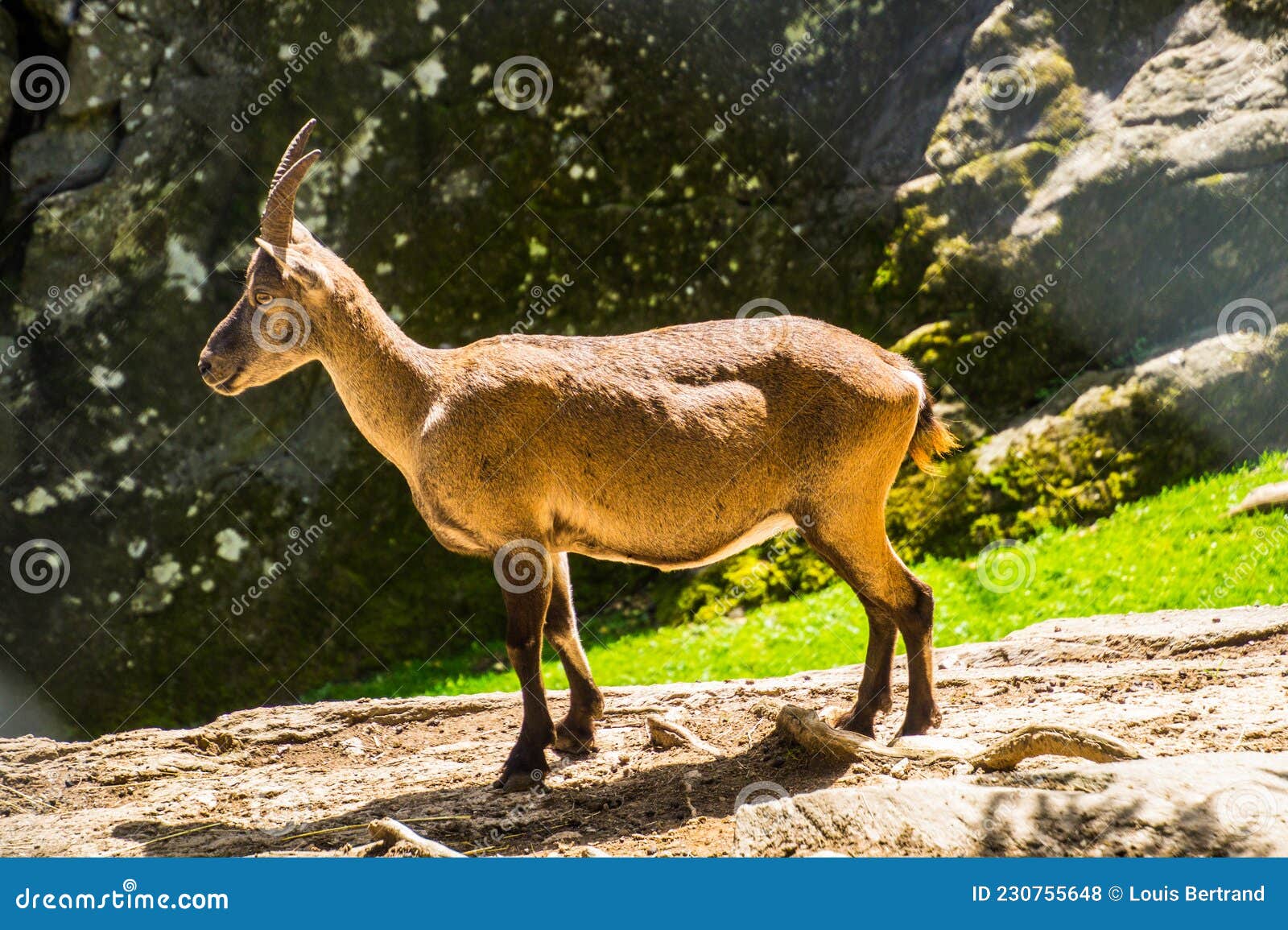 Alps in Animals in swiss stock photo. Image of animal - 230755648