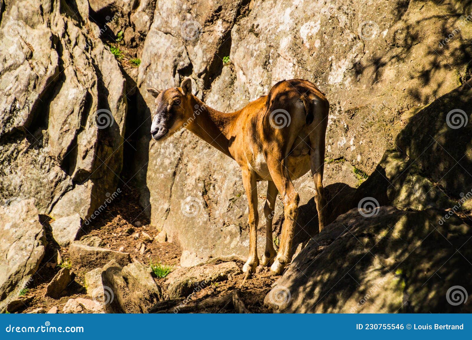 Alps in Animals in swiss stock photo. Image of wildlife - 230755546