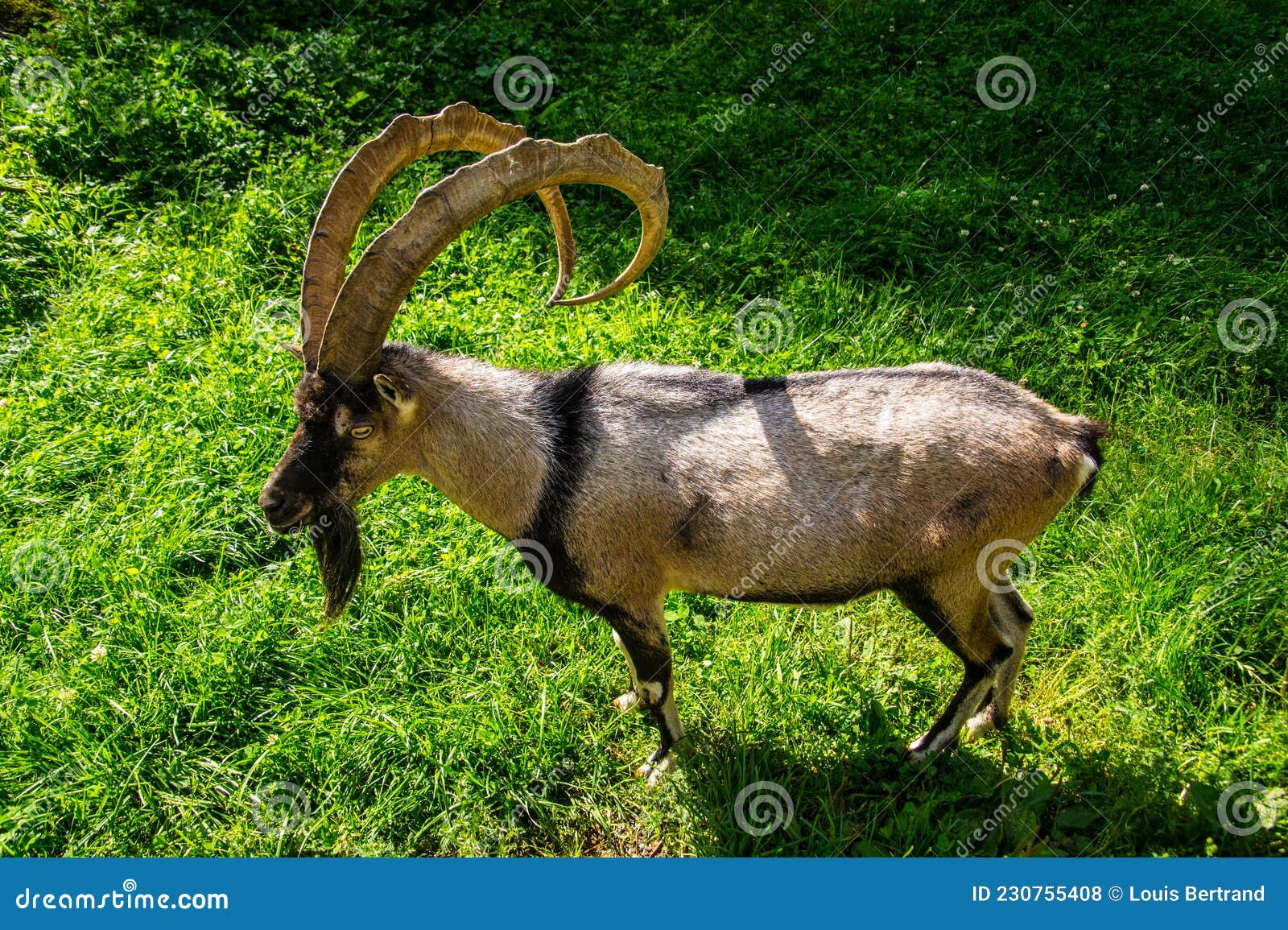 Bezoard Stock Photos - Free & Royalty-Free Stock Photos from Dreamstime