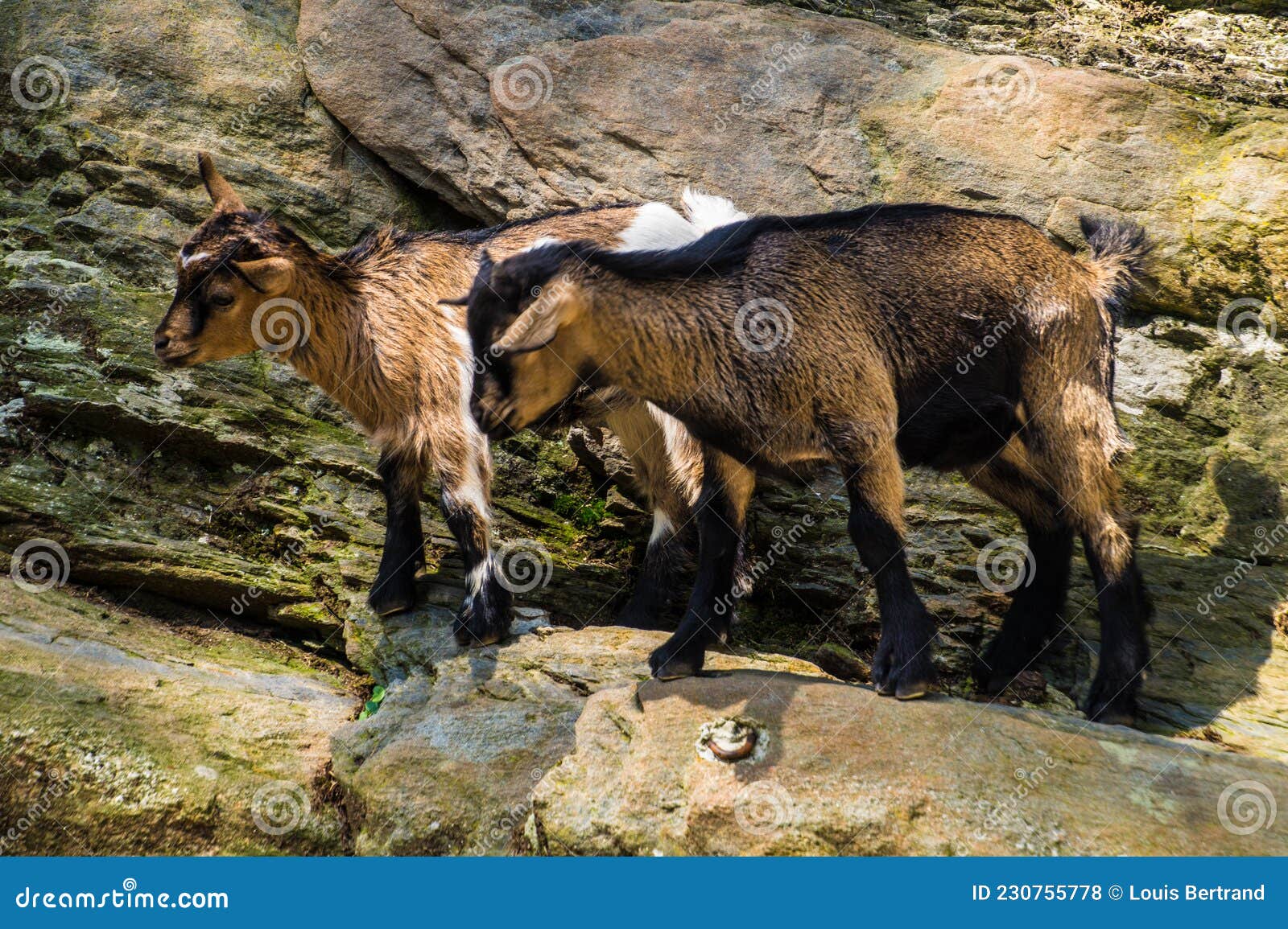 Alps in Animals in swiss stock photo. Image of chevres - 230755778