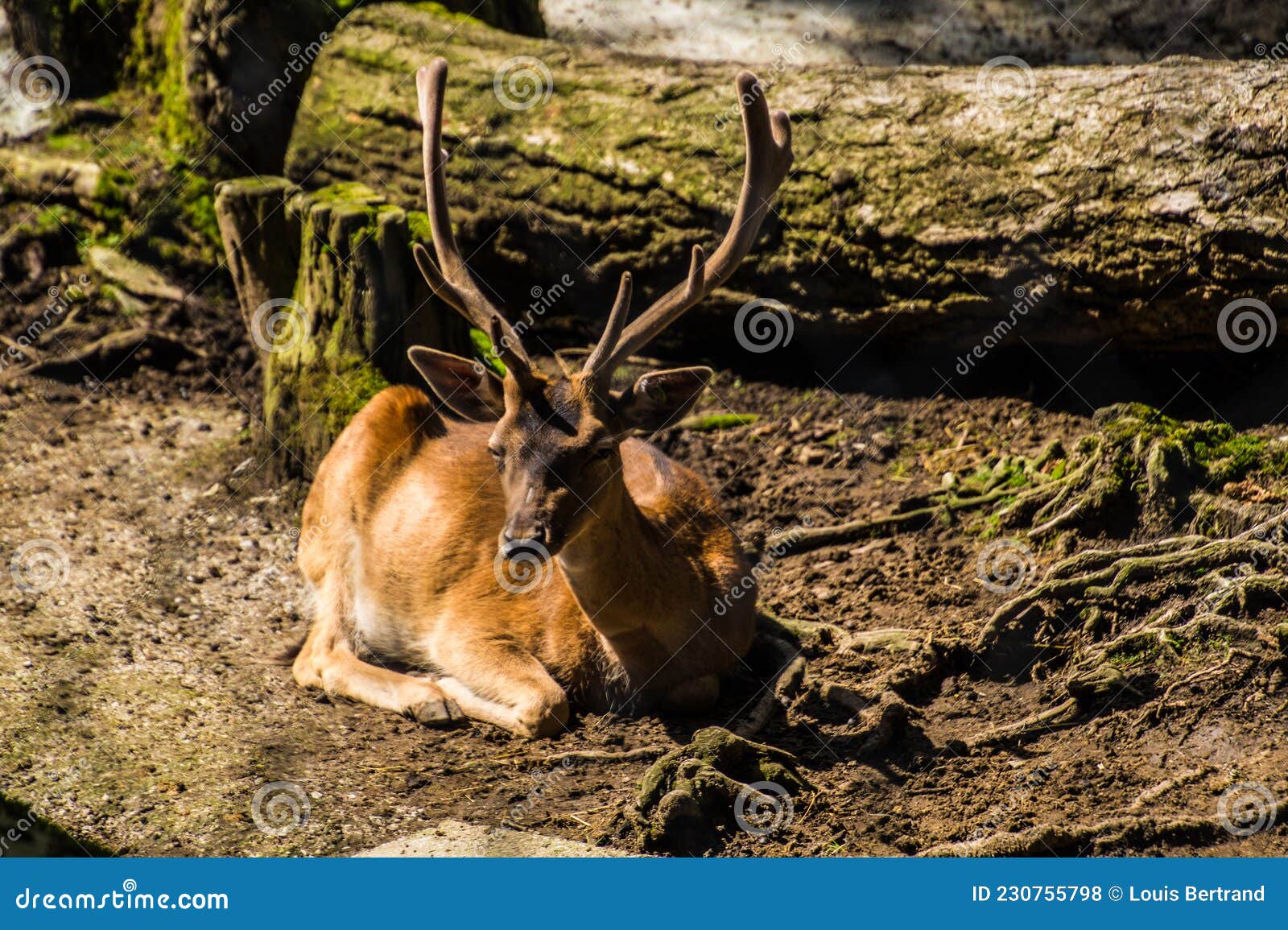 Alps in Animals in swiss stock photo. Image of swiss - 230755798