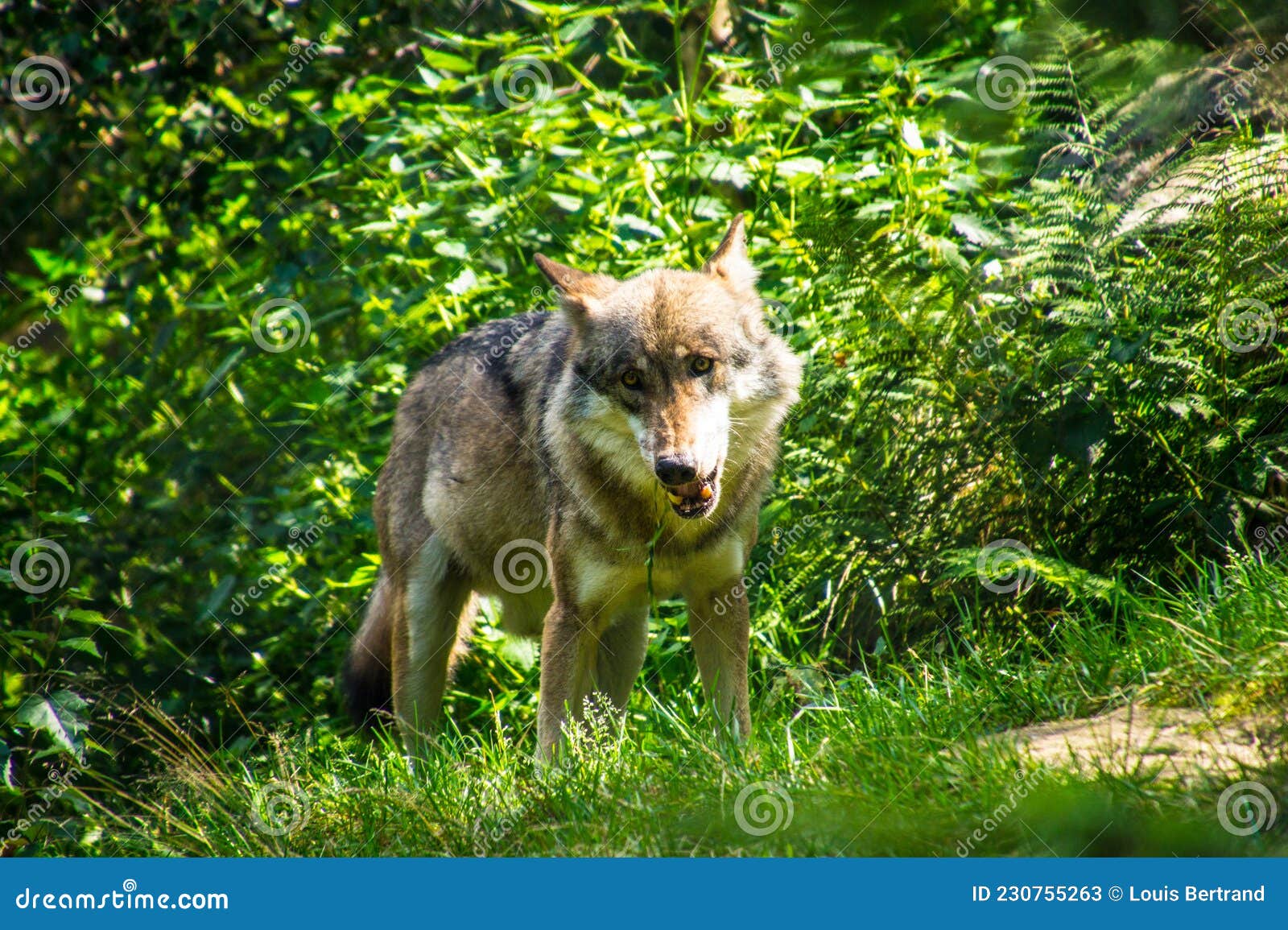 Alps in Animals in swiss stock image. Image of loups - 230755263