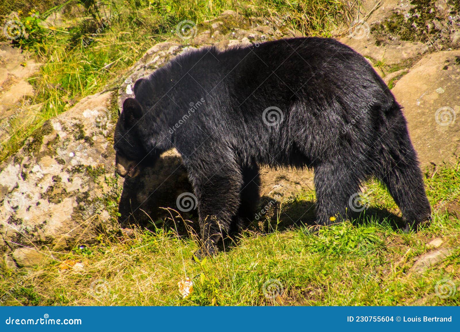 Alps in Animals in swiss stock photo. Image of outdoors - 230755604