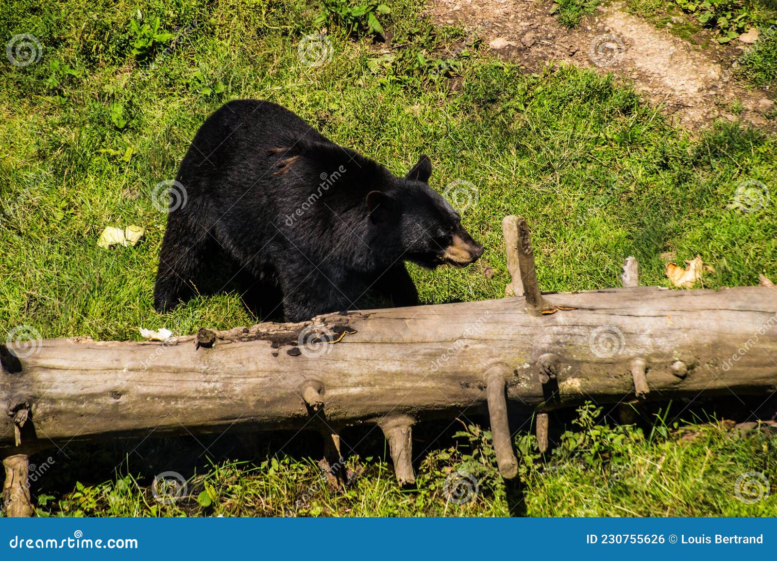 Alps in Animals in swiss stock photo. Image of swiss - 230755626