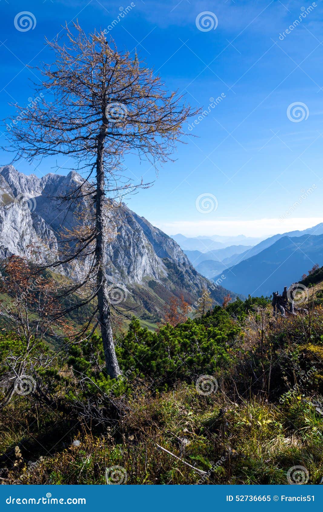 Alps stock image. Image of plants, grass, fauna, mountains - 52736665