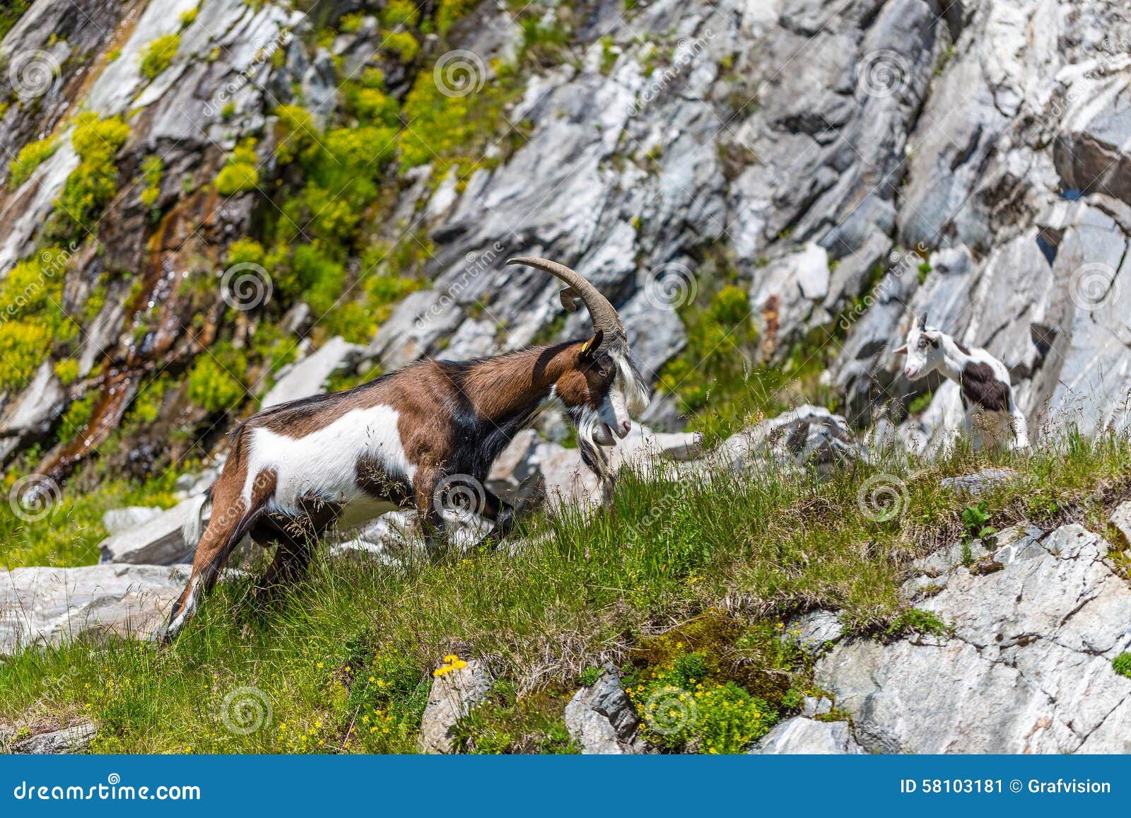 Alps goat stock image. Image of rock, horns, goat, nature - 58103181
