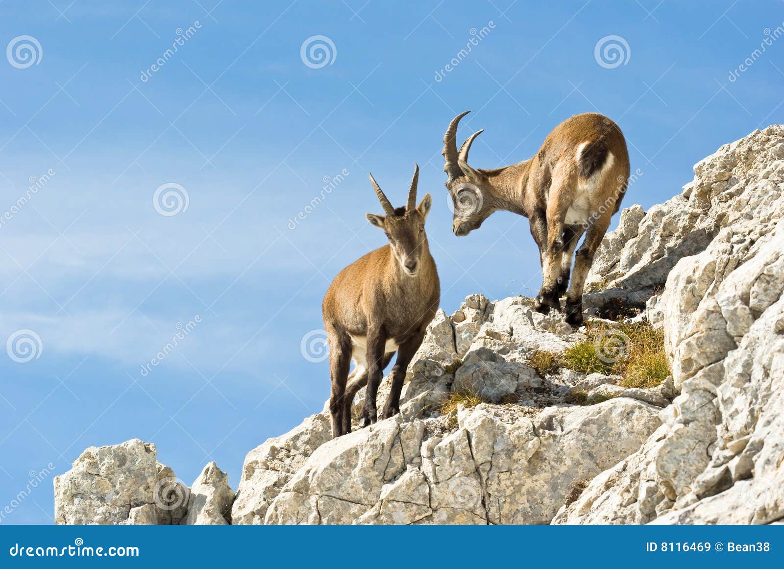 Ibex Royalty-Free Stock Photography | CartoonDealer.com #6046019