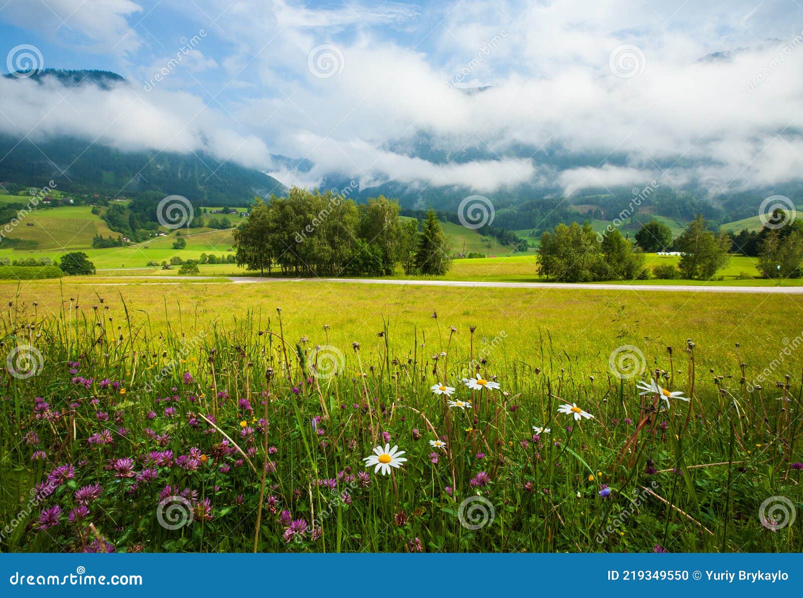 Alps meadow summer view stock photo. Image of outdoor - 219349550
