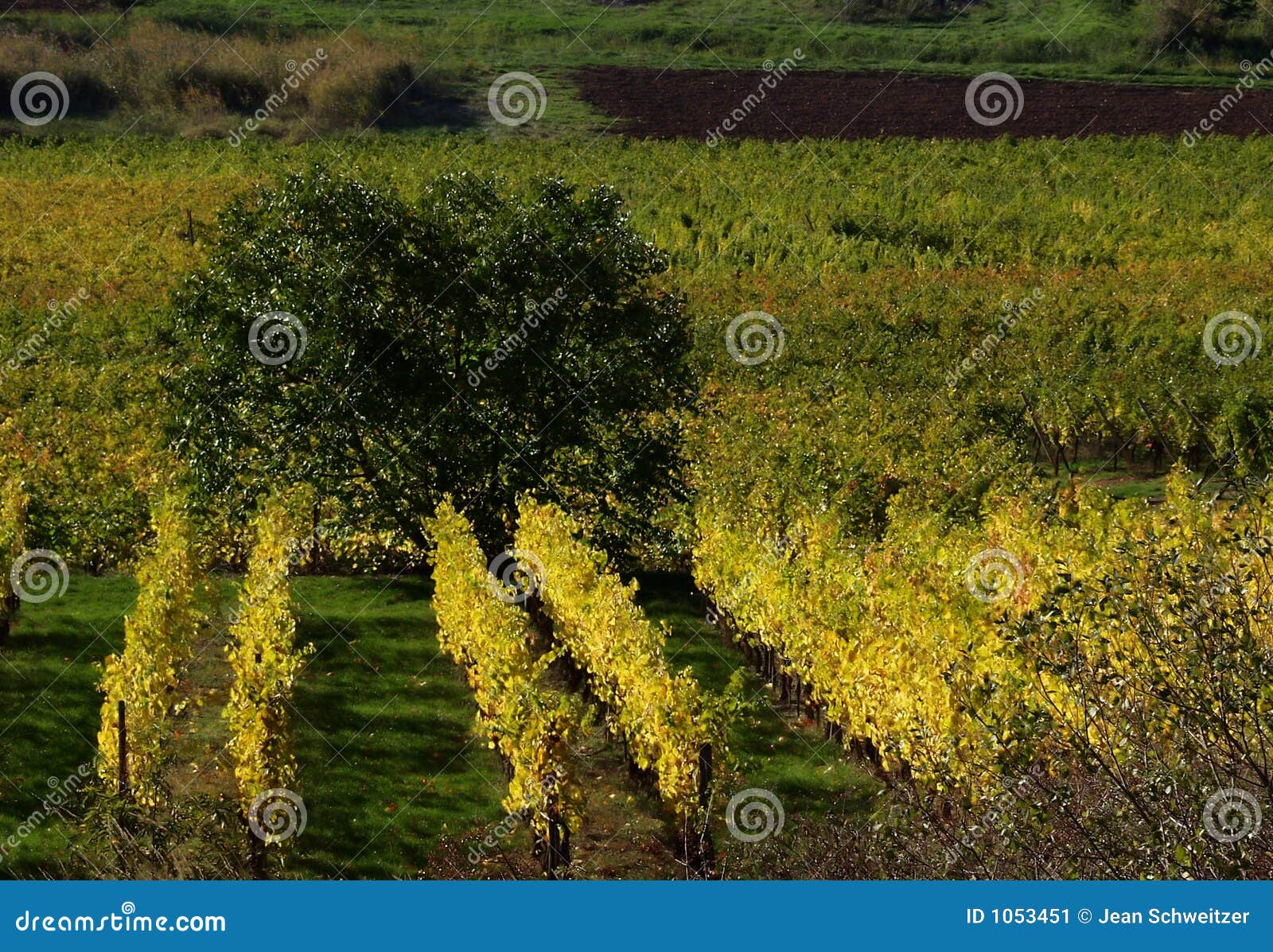 Alsacian vineyards stock image. Image of french, grape - 1053451