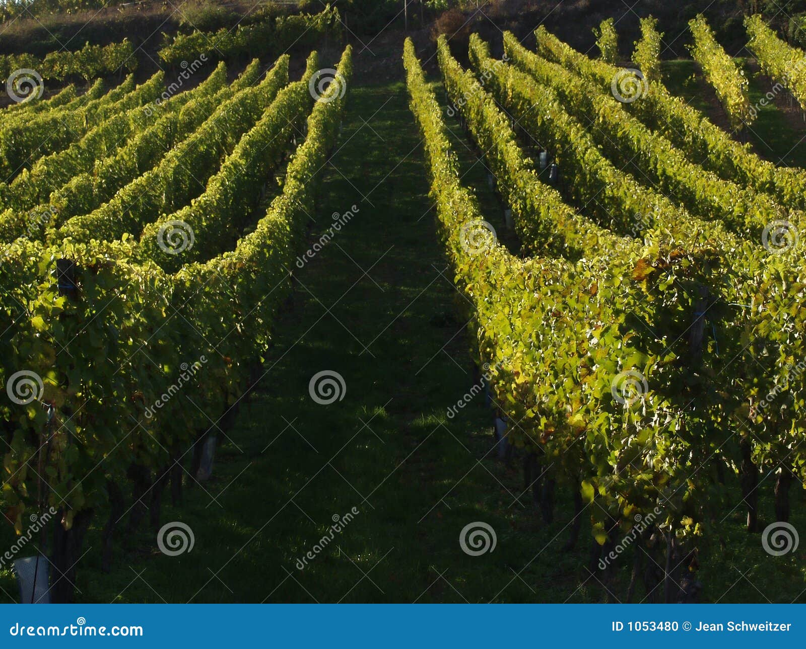 Alsacian vineyards stock photo. Image of colour, beautiful - 1053480