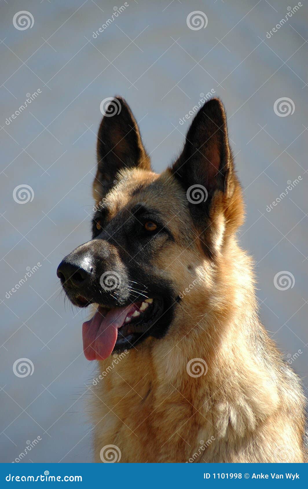 Beautiful Alsatian Dog Smiling With Tongue Out Stock Photo ...