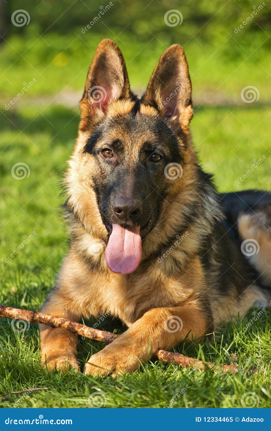 Alsatian stock image. Image of happy, alastian, looking - 12334465