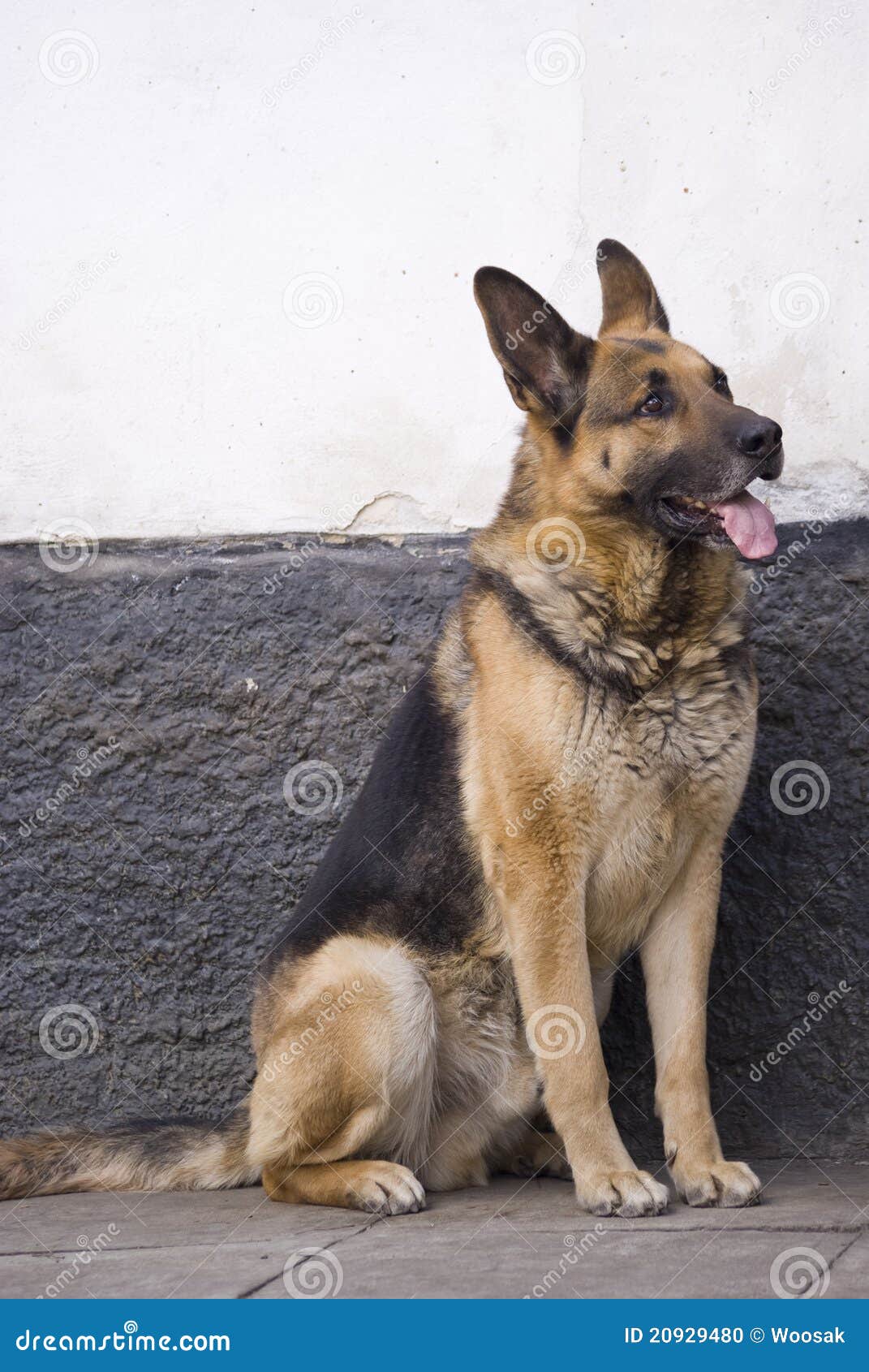 Alsatian stock photo. Image of pets, alsatian, brown - 20929480
