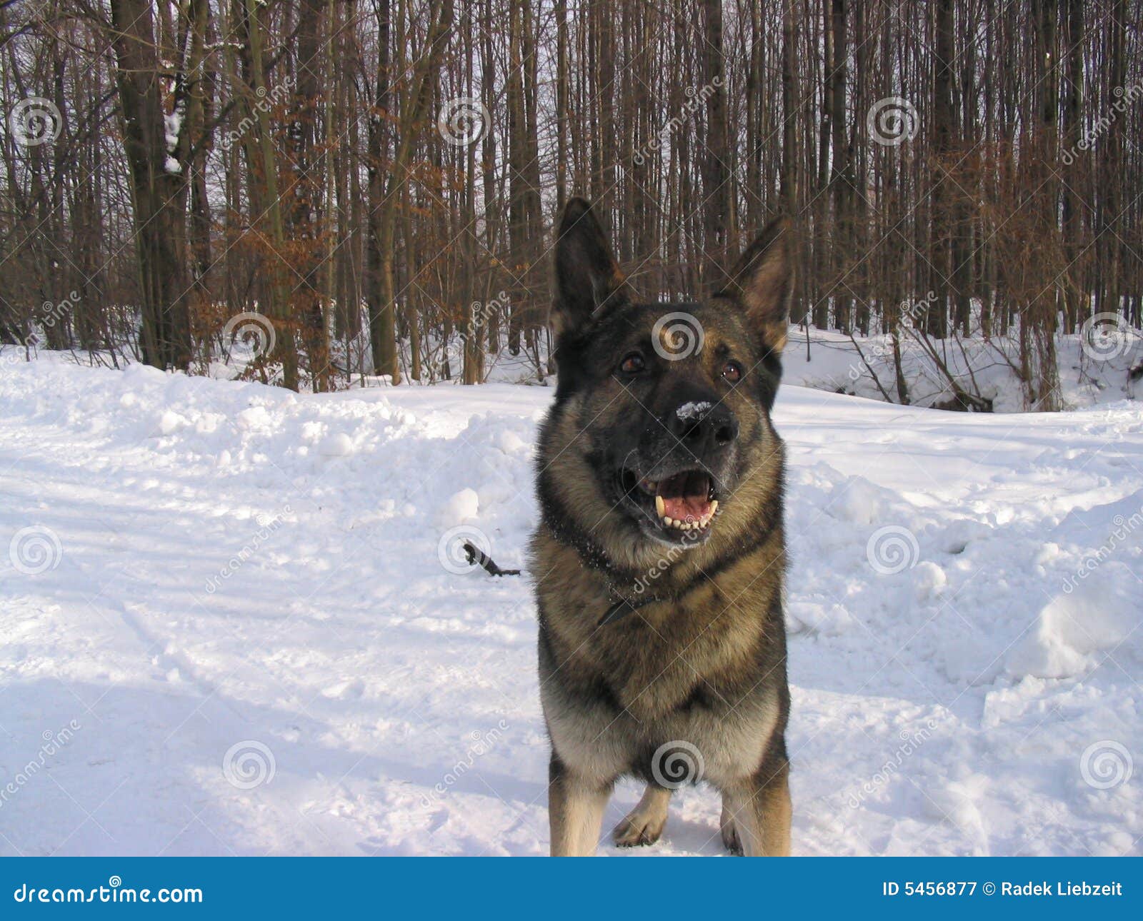 Alsatian stock image. Image of fell, cold, snout, nozzle - 5456877