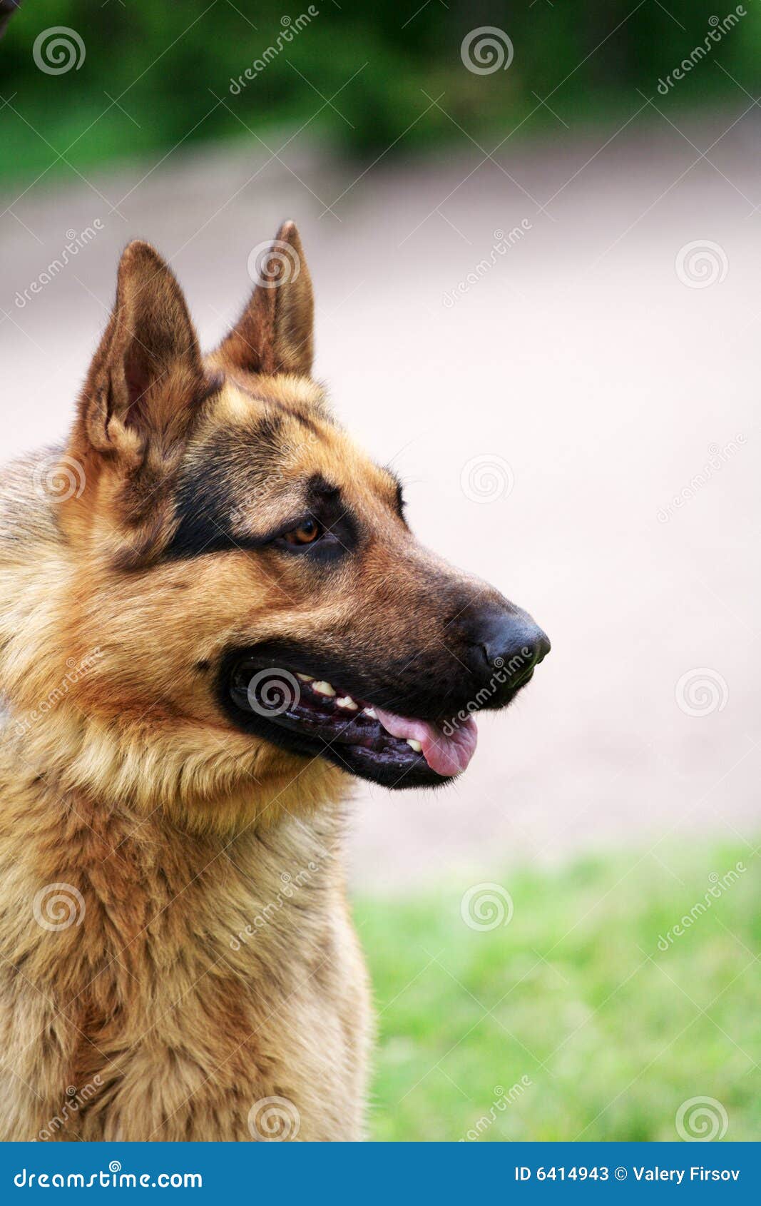 Alsatian. stock image. Image of alsatian, sheep, look - 6414943