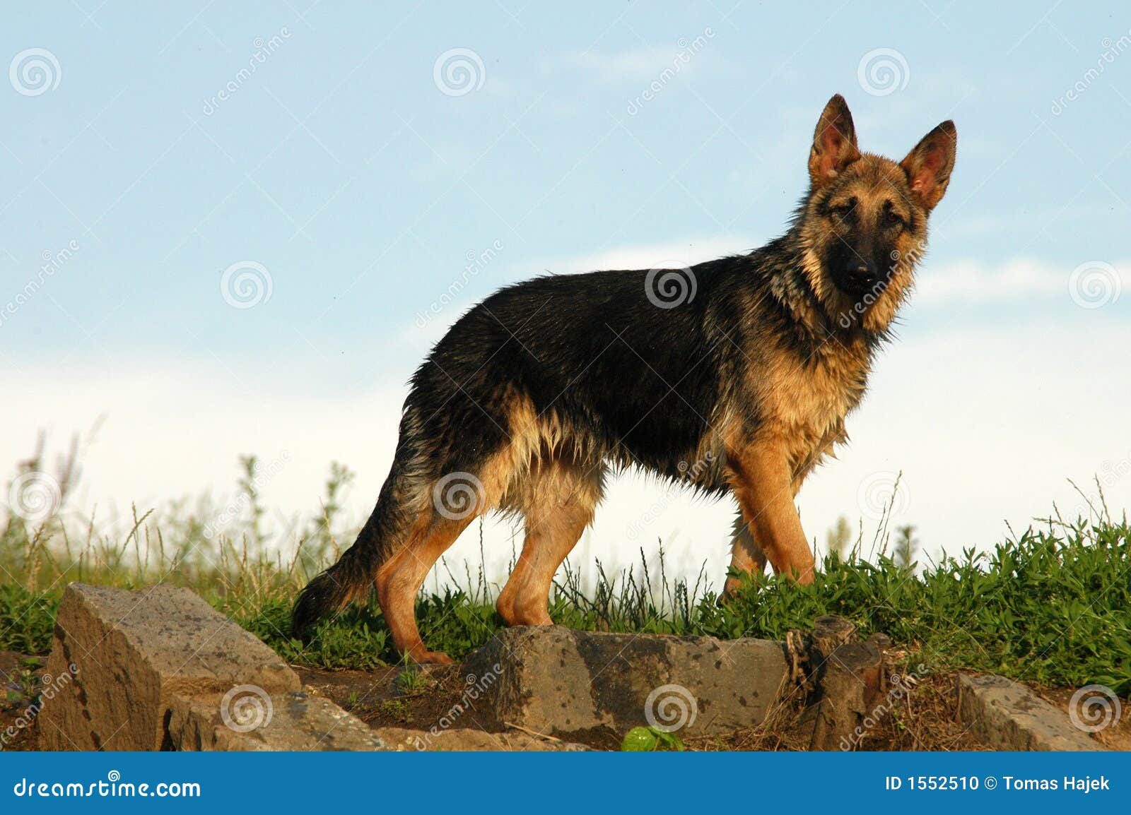 Alsatian dog stock photo. Image of german, body, gazes - 1552510