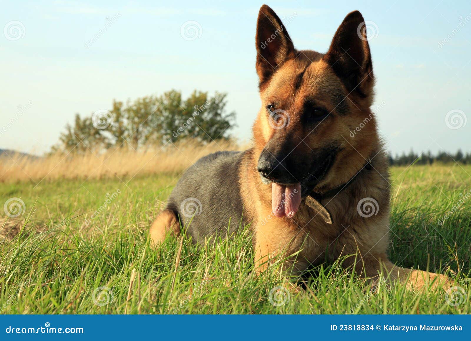 Alsatian Stock Photography | CartoonDealer.com #1101998