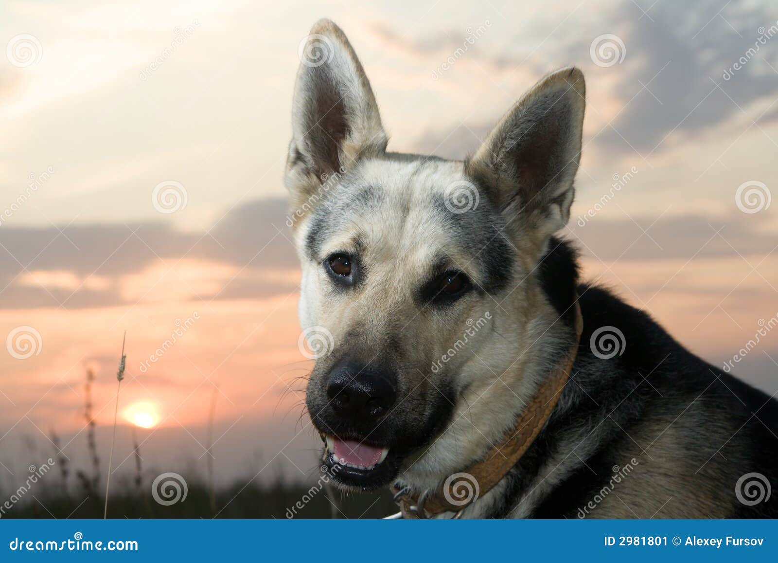 Alsatian dog stock image. Image of curious, animal, alsatian - 2981801