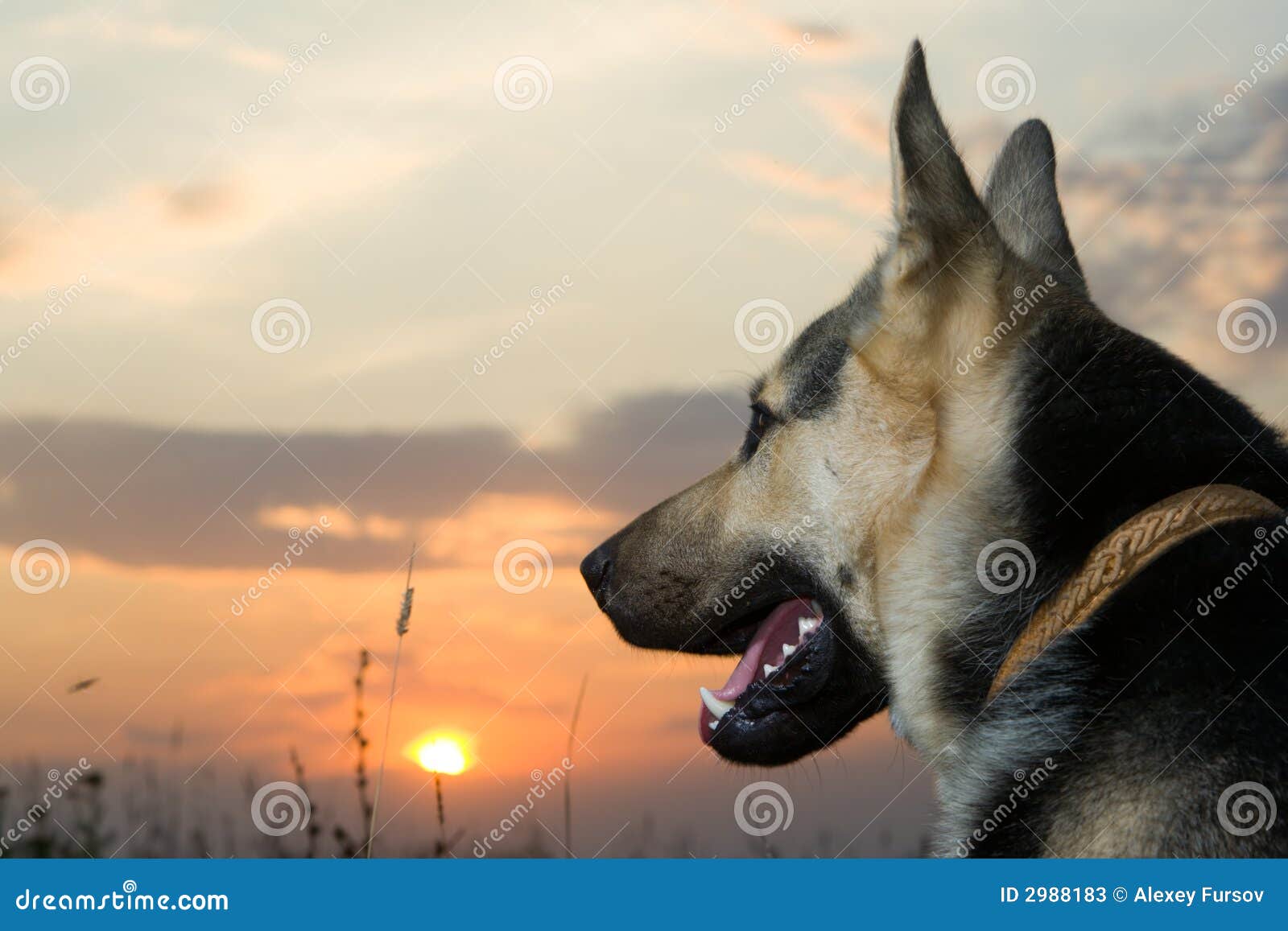 Alsatian dog stock image. Image of cheerful, smile, alsatian - 2988183