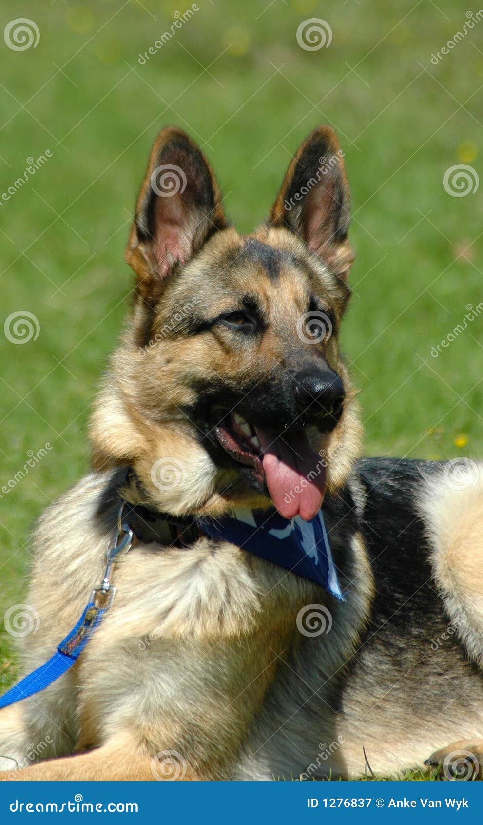 Alsatian - German Shepherd stock image. Image of animals - 1276837
