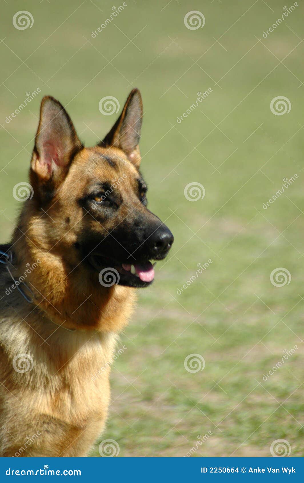 Alsatian - German Shepherd Dog Stock Photo - Image of animal, breeding ...